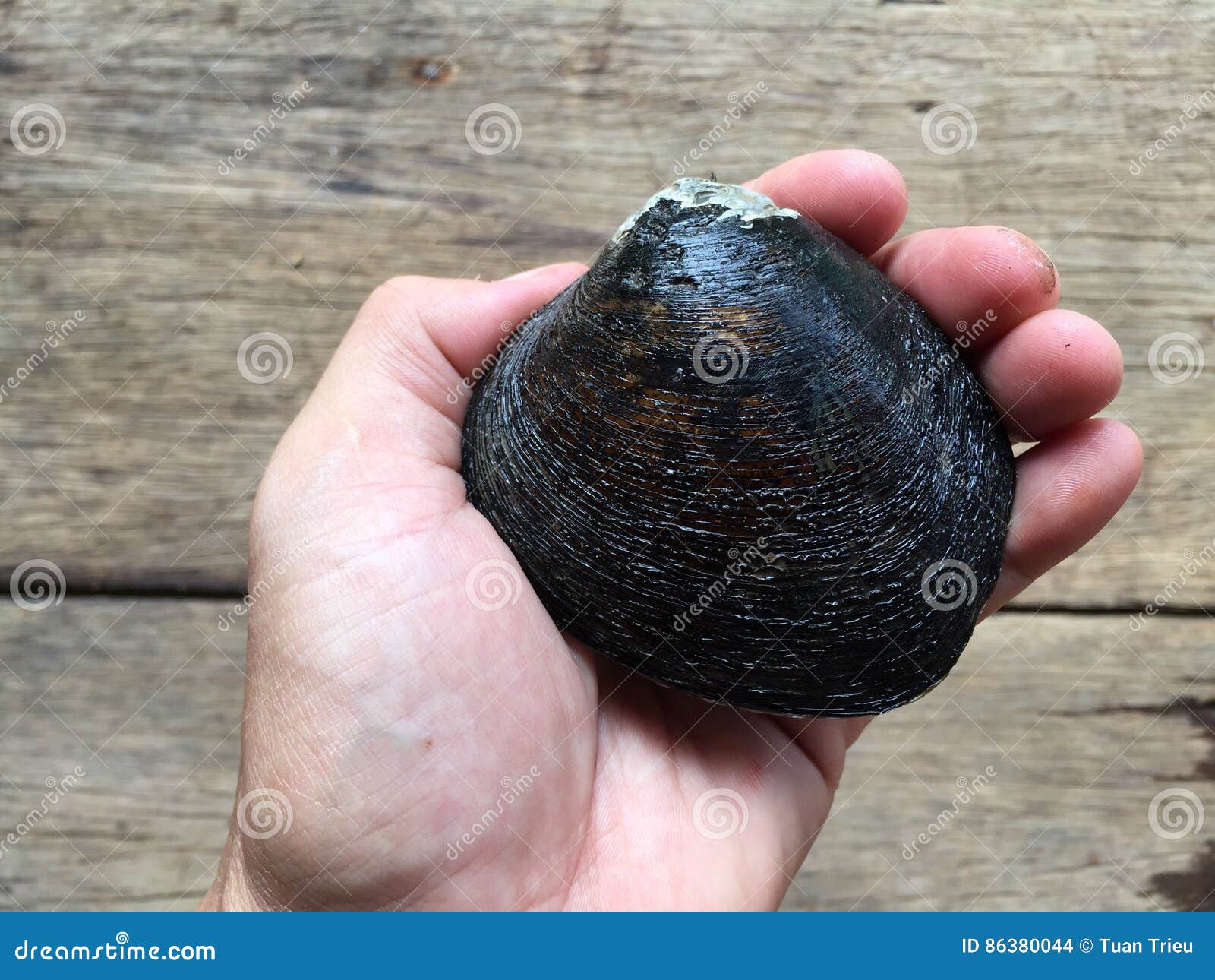 Mud or Mangrove Clam, Geloina Coaxans Stock Photo - Image of mangrove ...