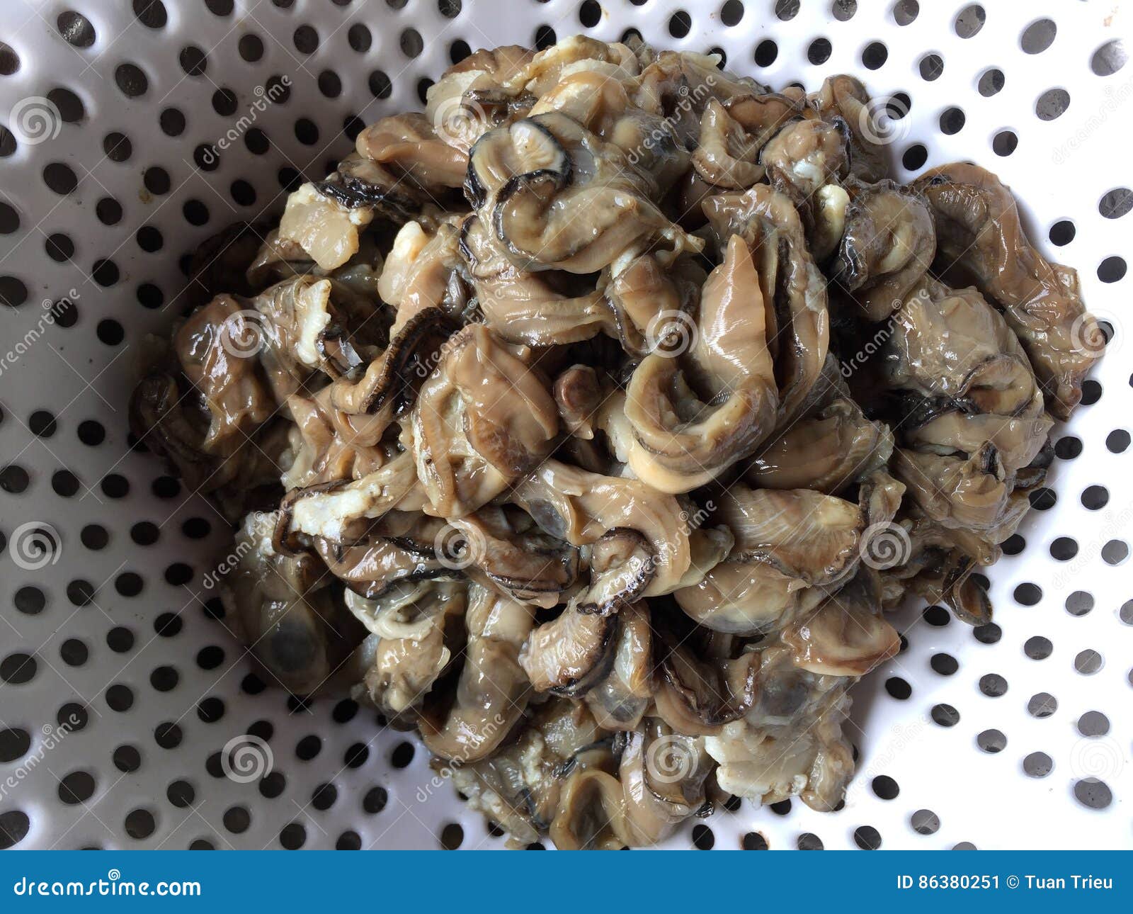 Mud or Mangrove Clam, Geloina Coaxans Stock Image - Image of seafood ...