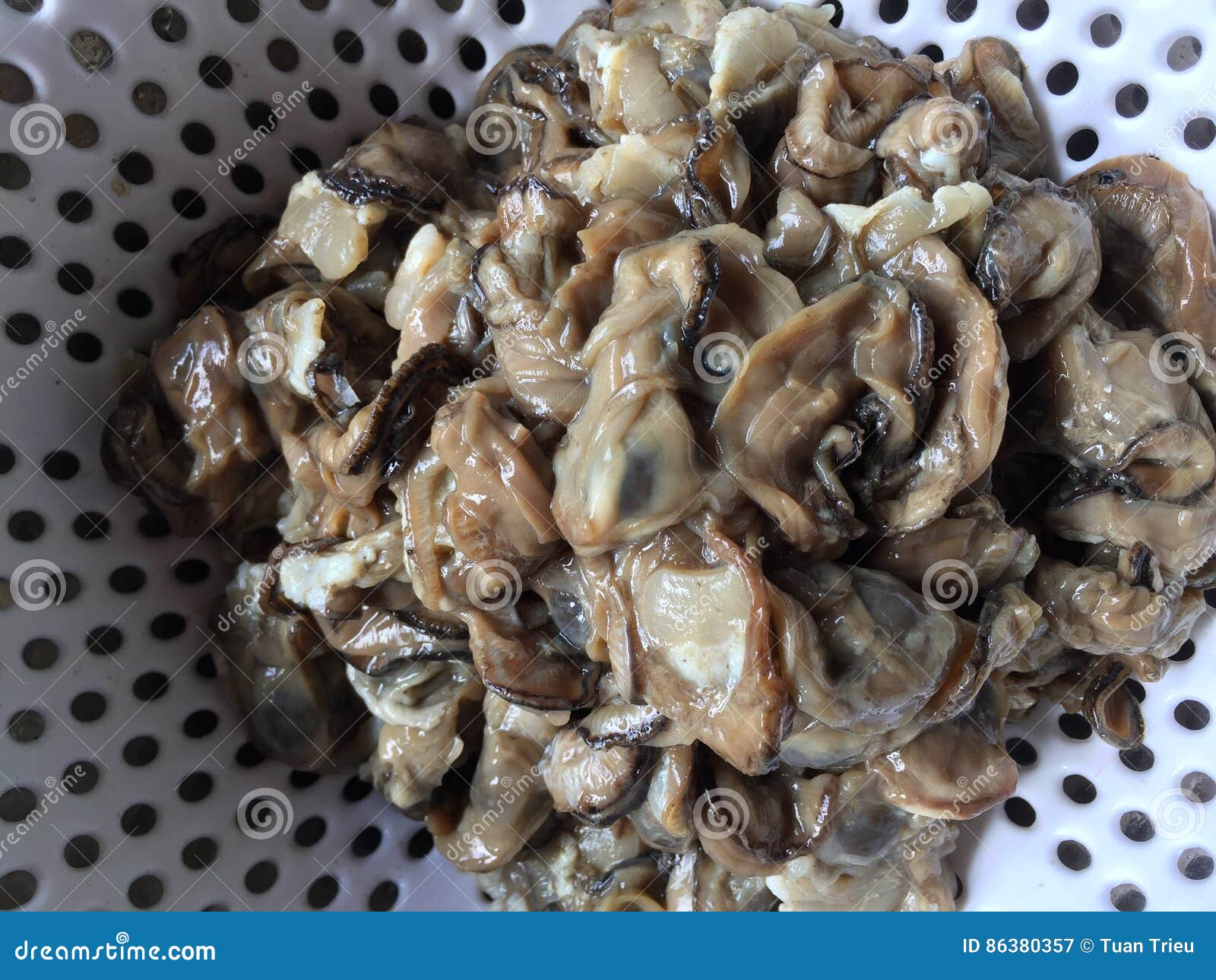 Mud or Mangrove Clam, Geloina Coaxans Stock Image - Image of seafood ...