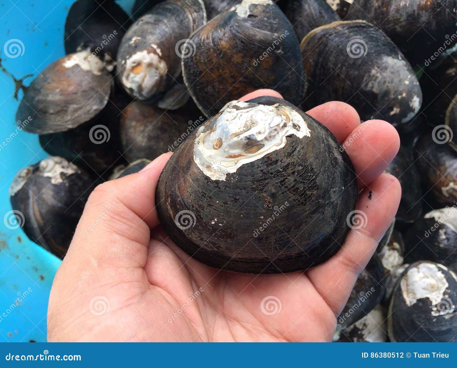 Mud or Mangrove Clam, Geloina Coaxans Stock Photo - Image of mussel ...