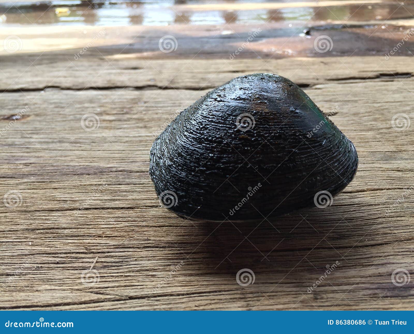 Mud or Mangrove Clam, Geloina Coaxans Stock Photo - Image of rock ...