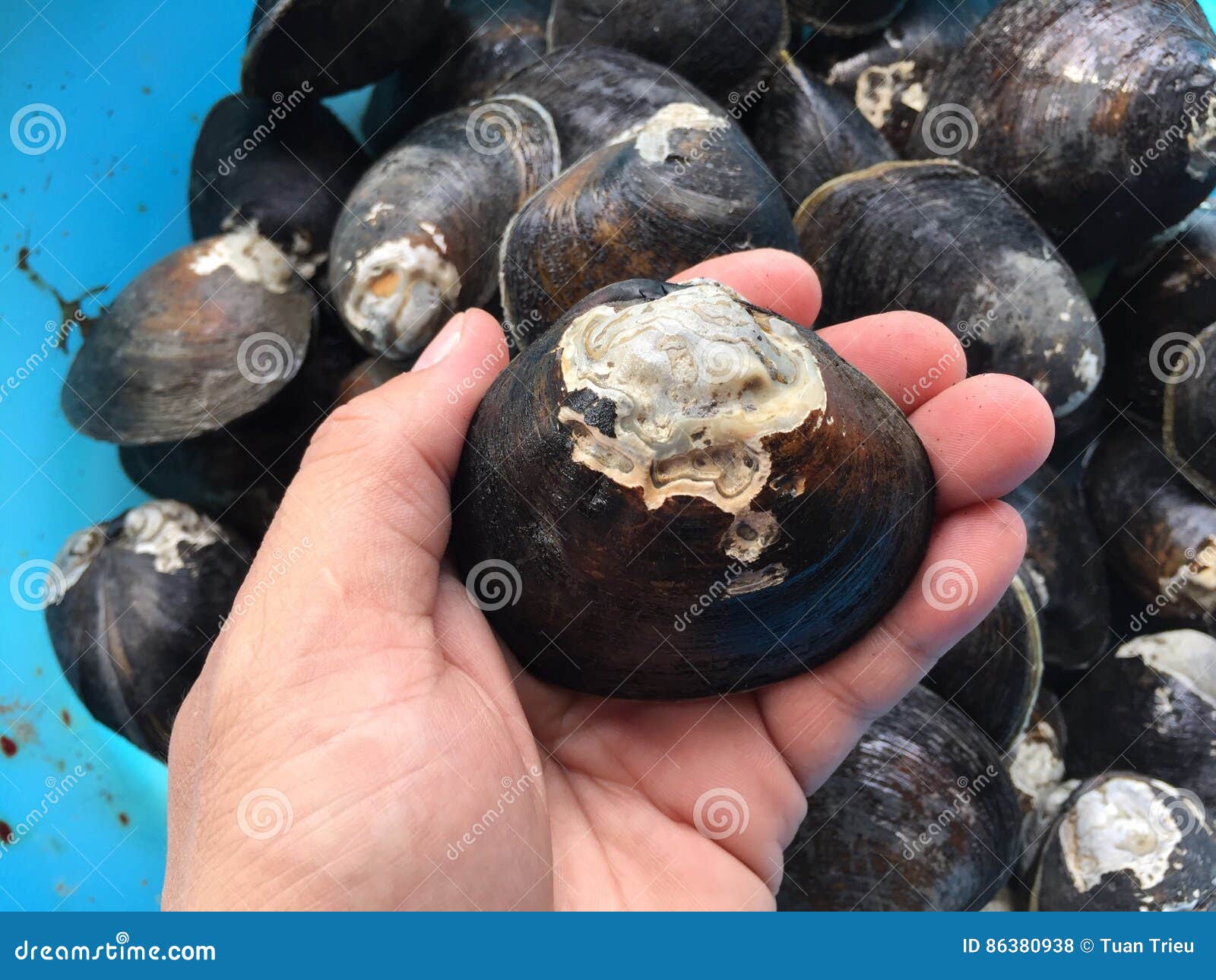 Mud or Mangrove Clam, Geloina Coaxans Stock Photo - Image of food ...