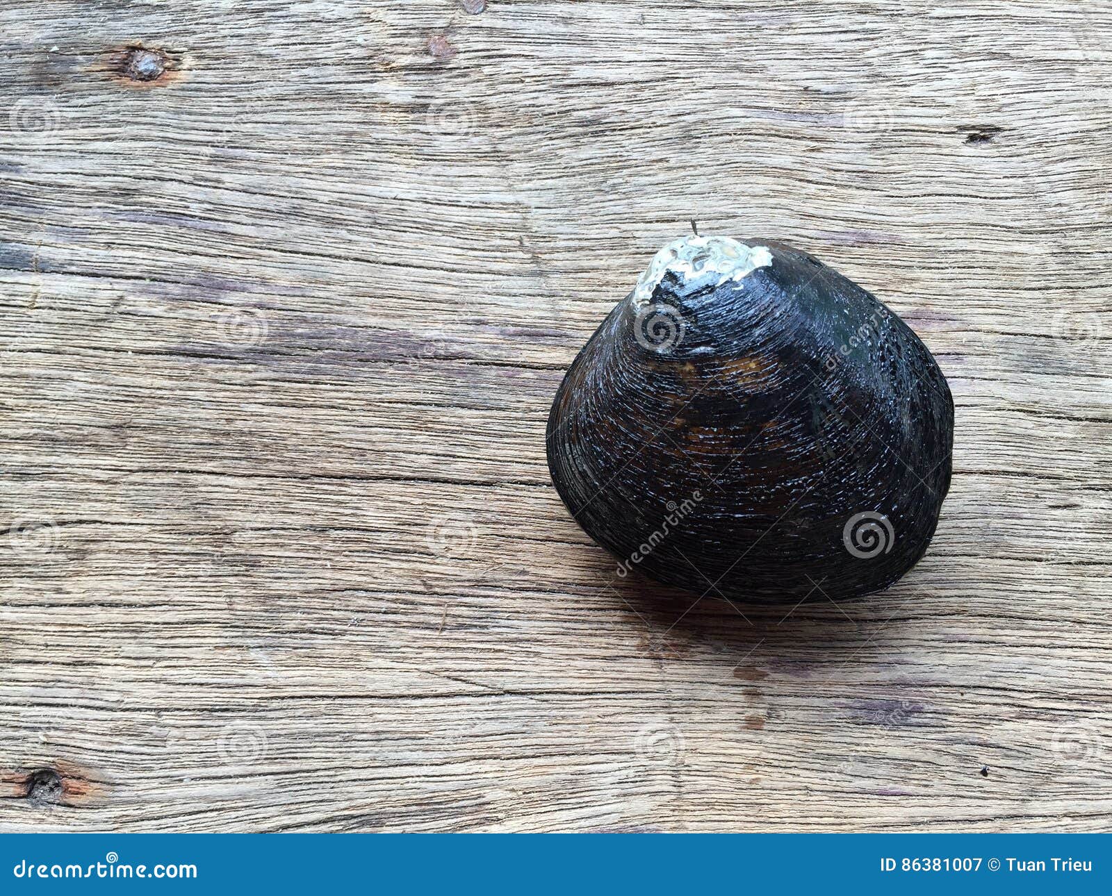 Mud or Mangrove Clam, Geloina Coaxans Stock Image - Image of geloina ...