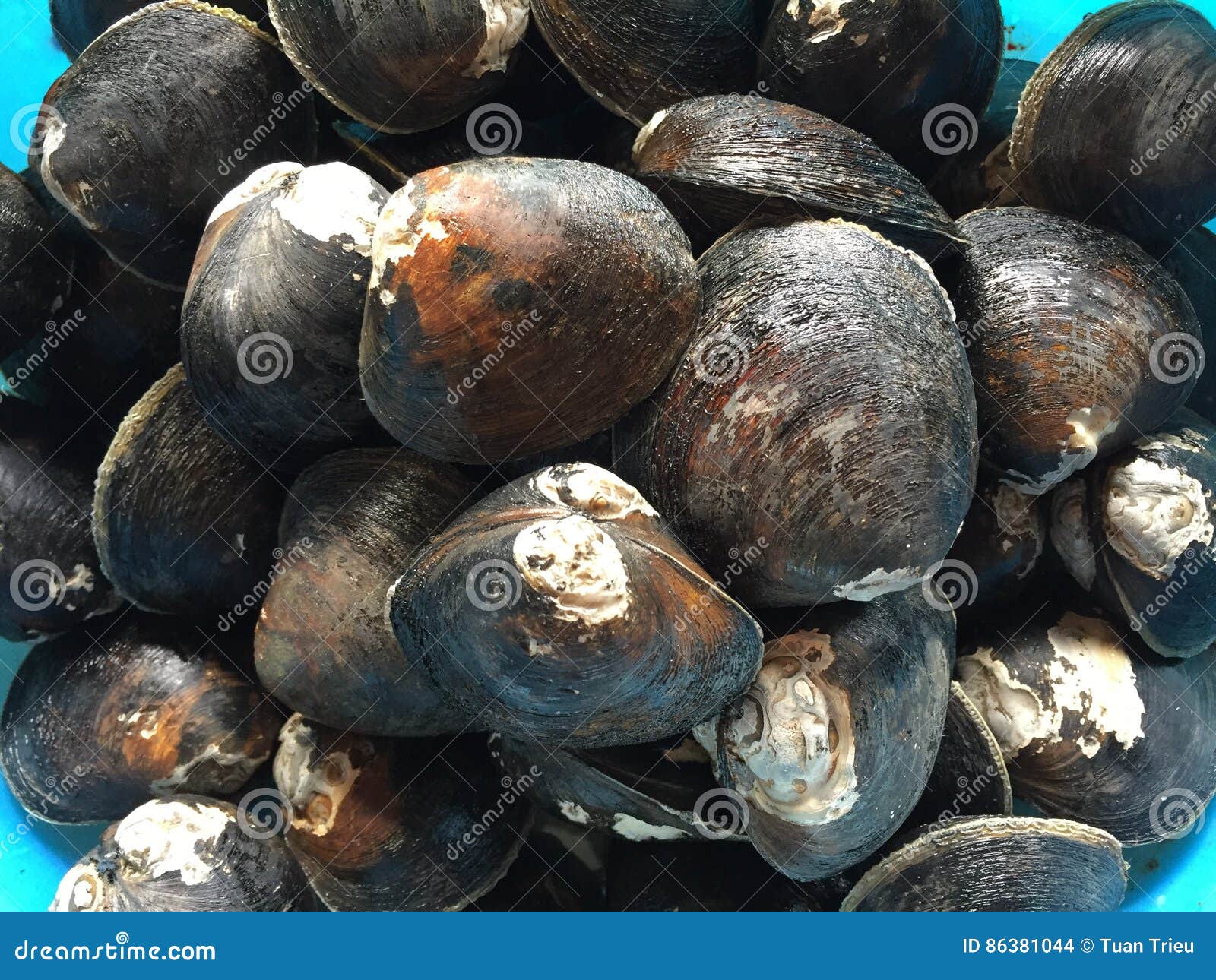 Mud or Mangrove Clam, Geloina Coaxans Stock Photo - Image of mangrove ...