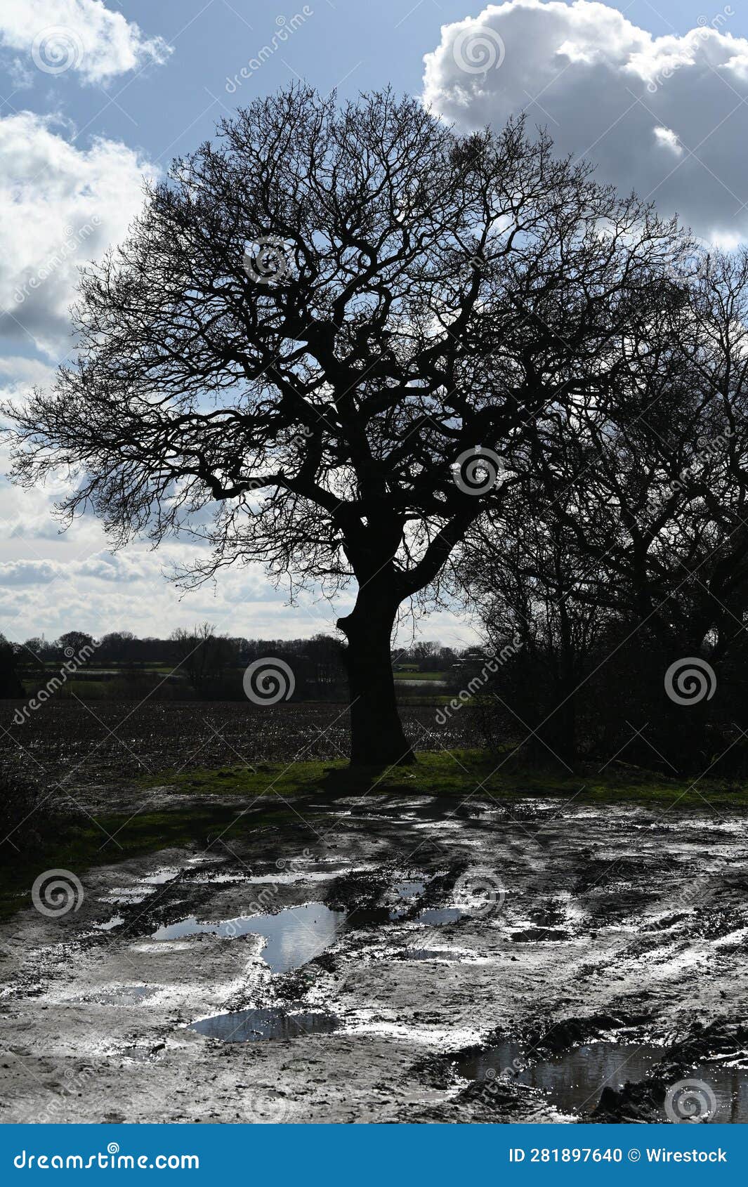 Mud-covered Grass, with a Single Leafless Tree Standing in the ...