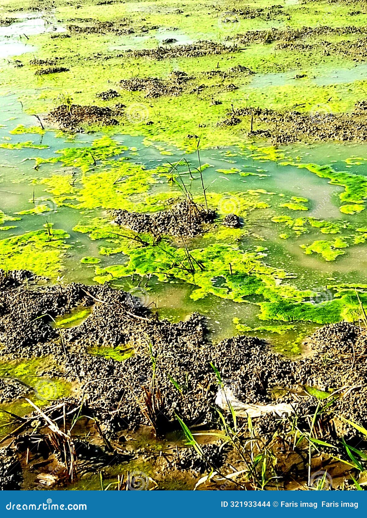 Mud Covered in Water and Covered with Moss is Very Beautiful? Stock ...