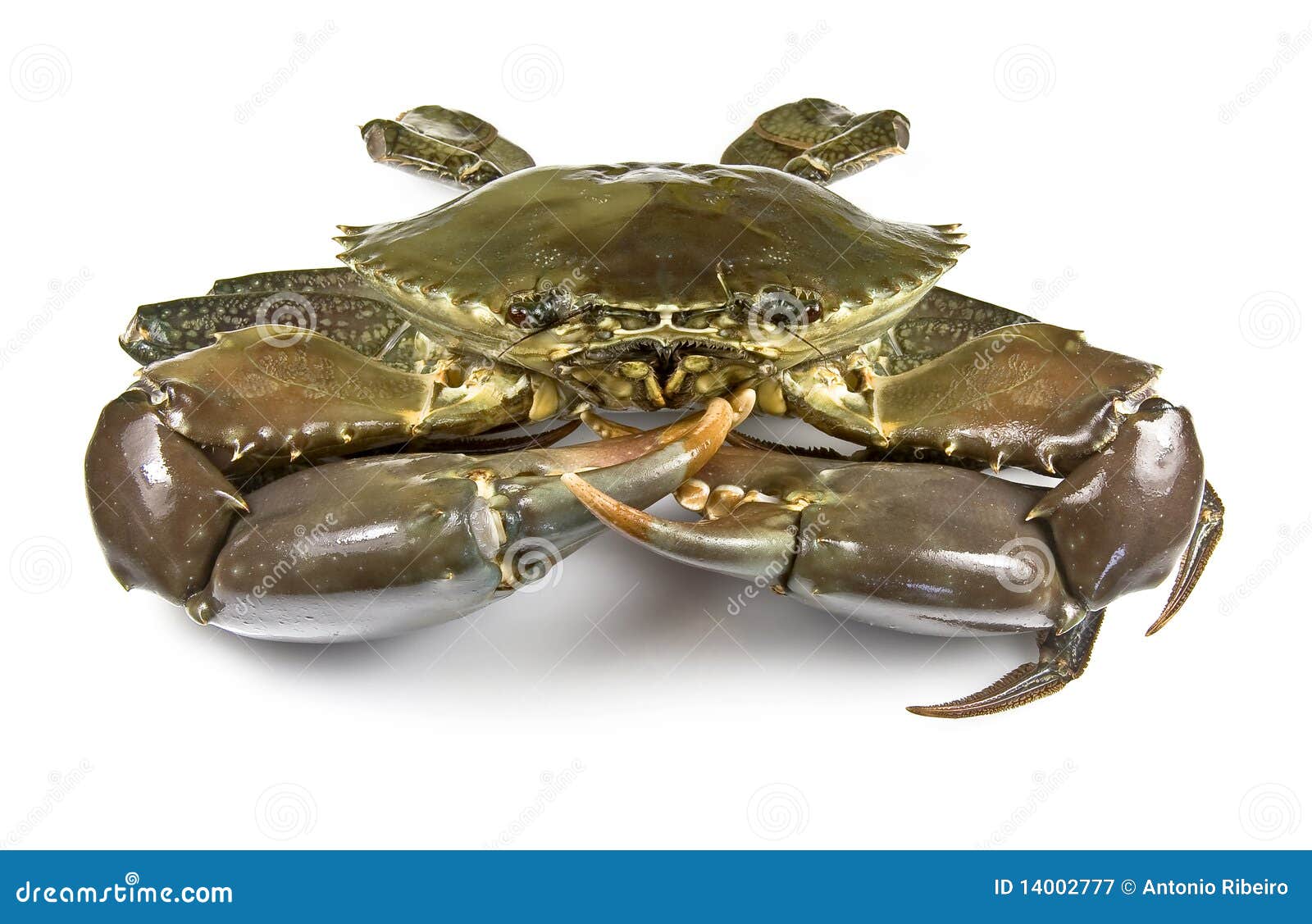 Mud Crab stock image. Image of food, flat, shellfish - 14002777