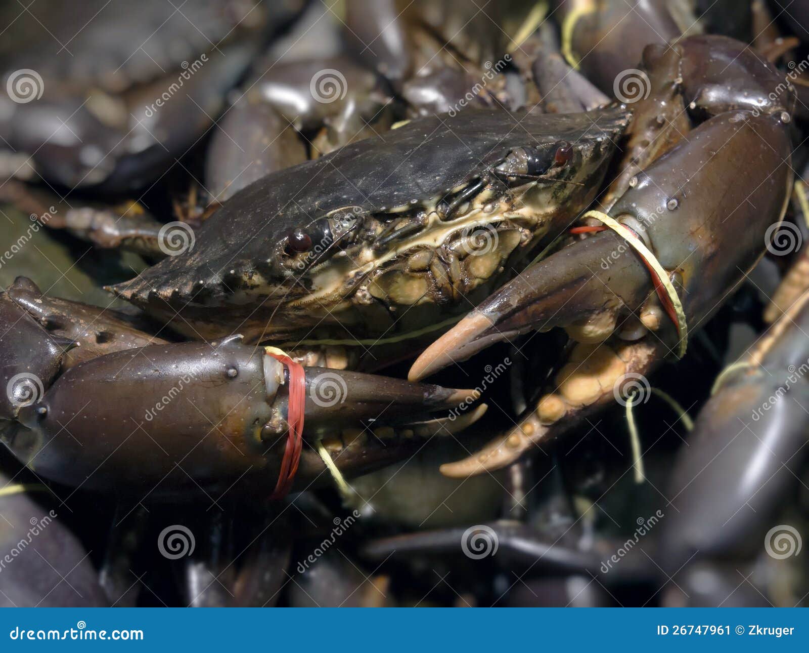 Mud crab stock image. Image of seafood, uncooked, fresh - 26747961
