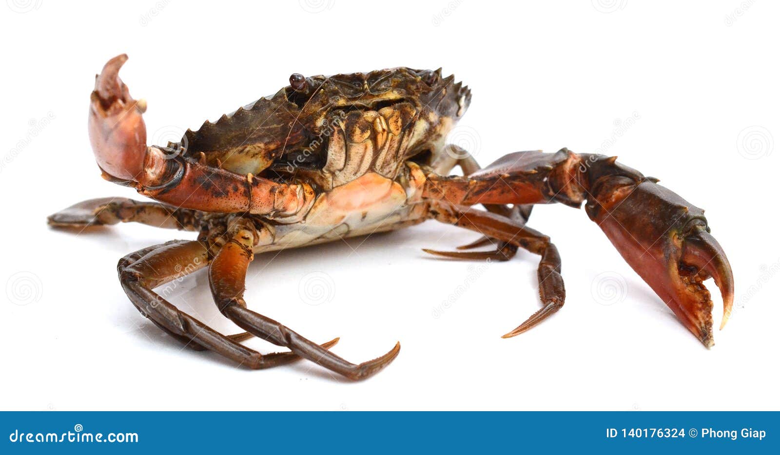 Crab. stock photo. Image of nourriture, noire, baordf - 140176324