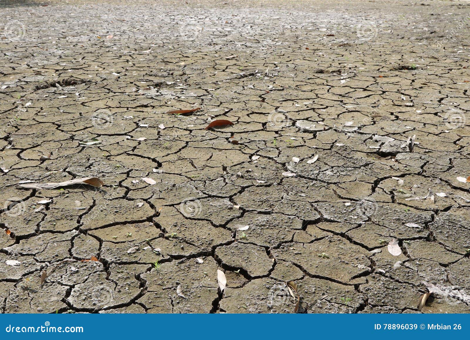Mud cracks stock image. Image of sedimentary, sediment - 78896039