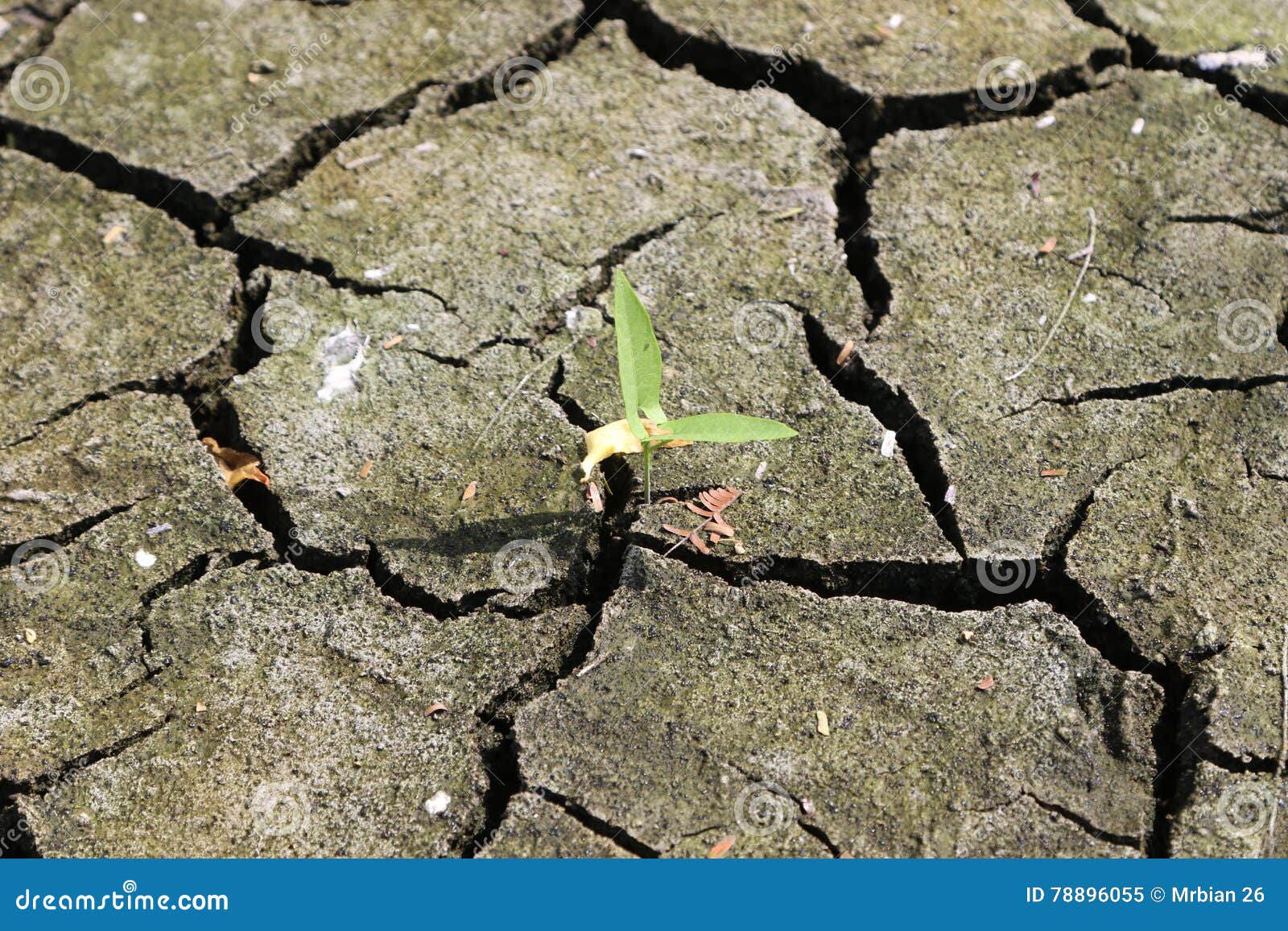 Mud cracks stock image. Image of result, contracts, occurs - 78896055