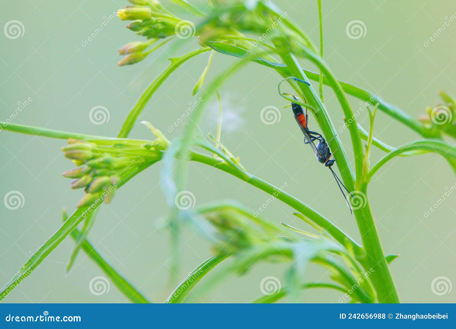 Mud dauber stock photo. Image of bugs, digger, insect - 242656988