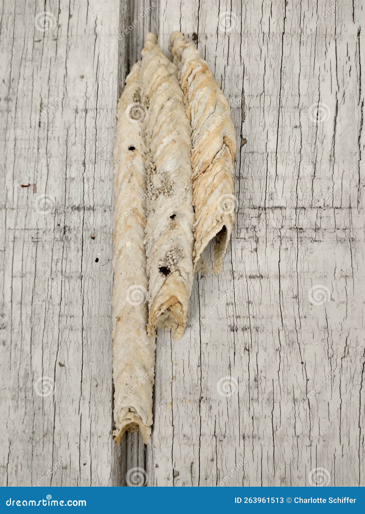 Mud dauber wasp nest stock image. Image of dauber, insect - 263961513