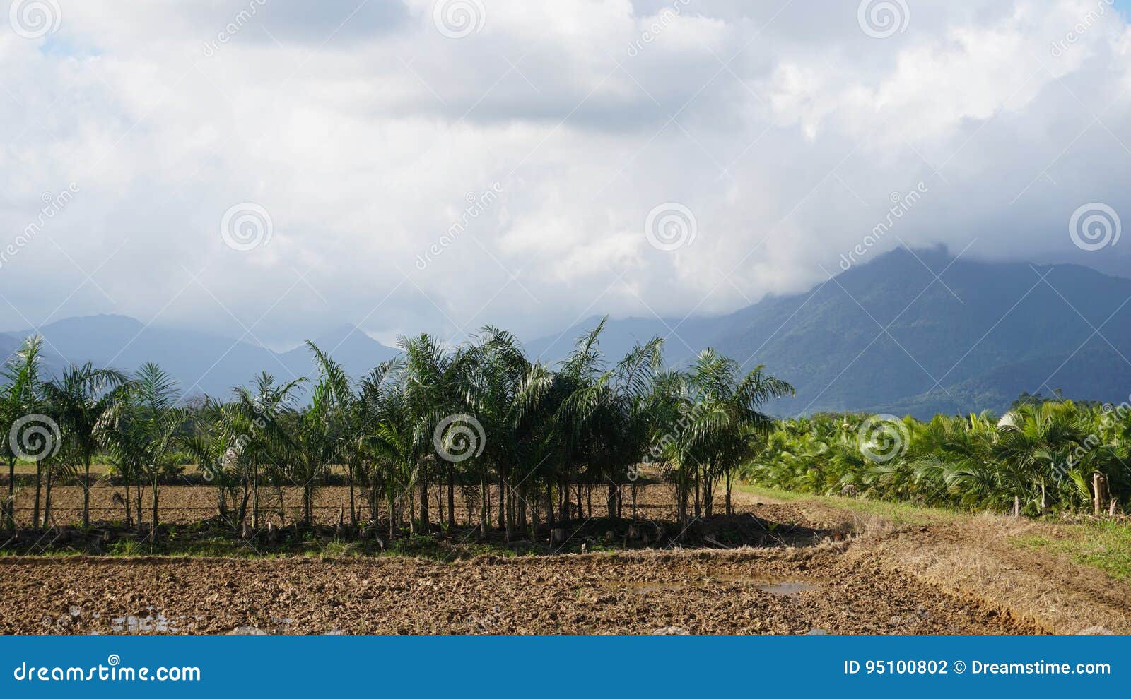 Mud fields stock photo. Image of clouds, landscape, horizon - 95100802