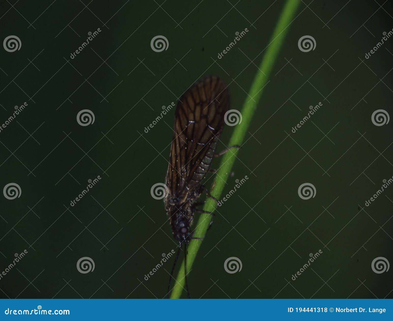Mud fly perches on a blade stock photo. Image of antennae - 194441318