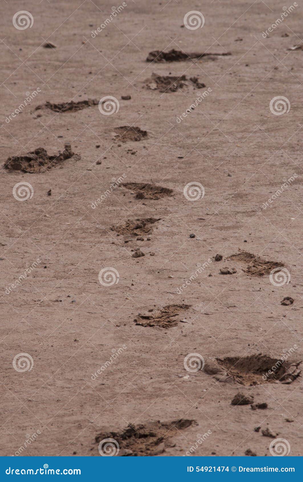 Mud Footprints stock photo. Image of ground, marks, prints - 54921474