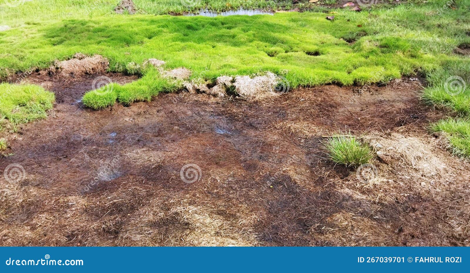 Mud grass land stock image. Image of flower, woodland - 267039701