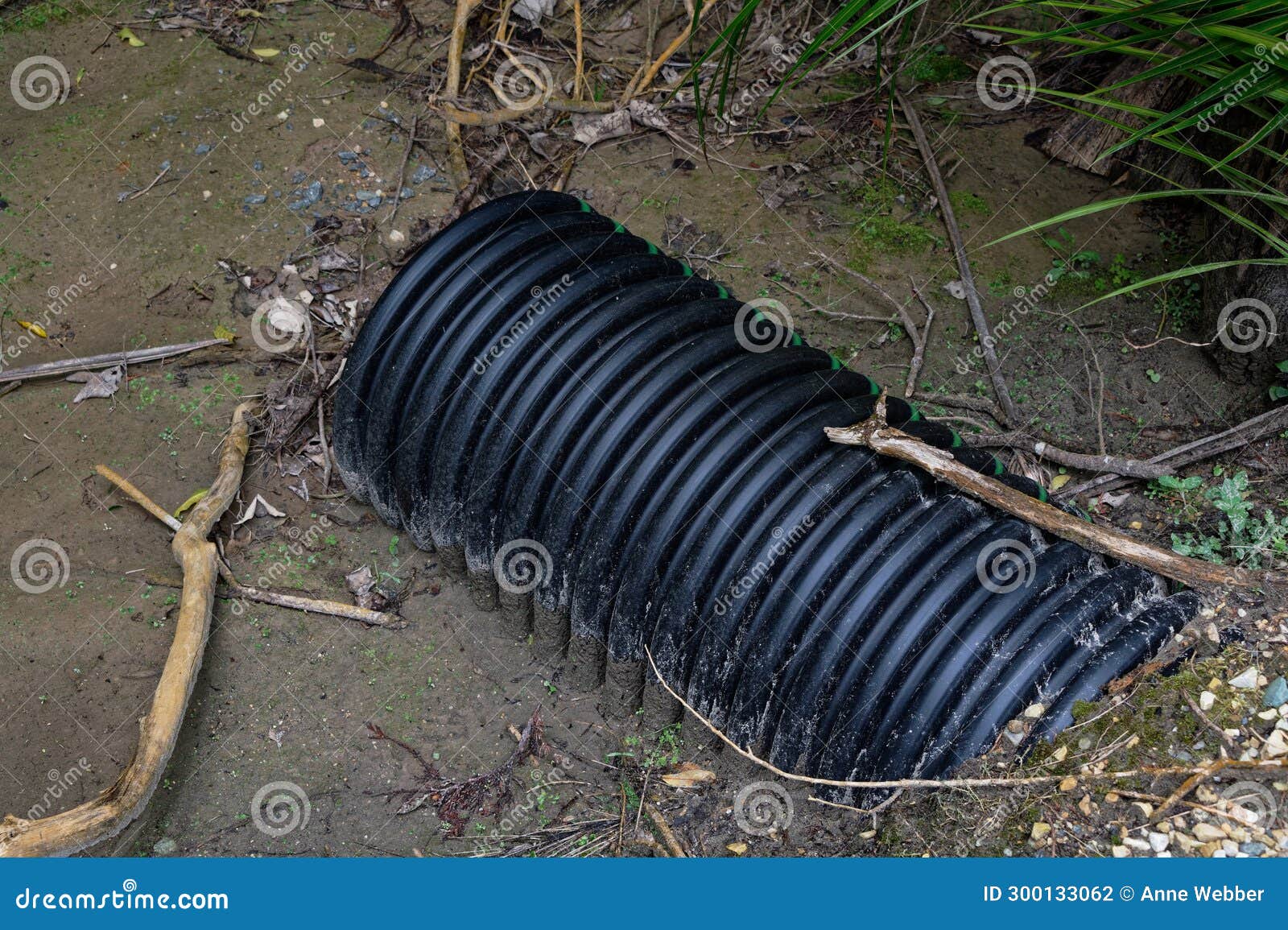 A Large, Corrugated Black Pipe Pokes Out from the Ground Stock Photo ...