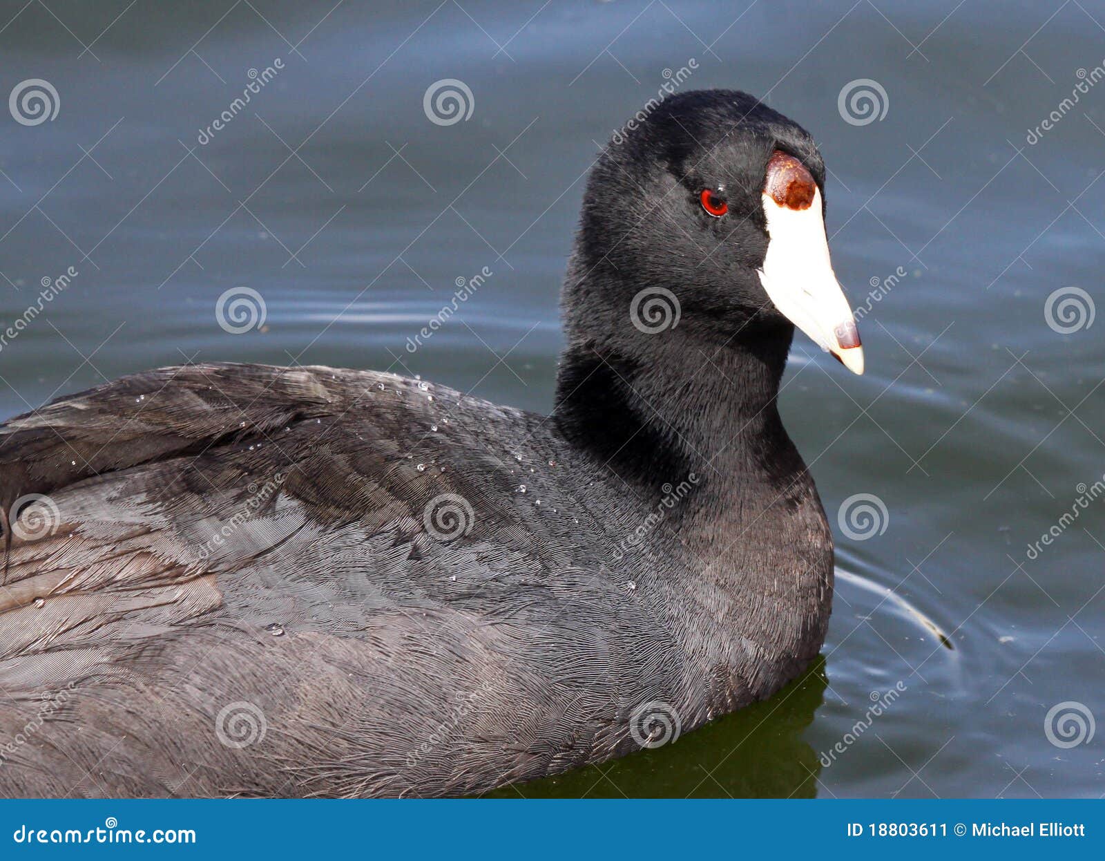 Mud Hen stock image. Image of creatures, aquatic, zoology - 18803611