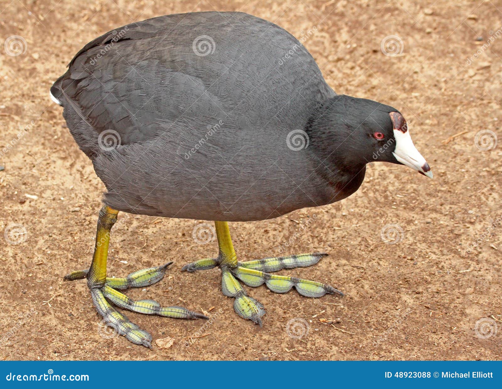 Mud Hen stock photo. Image of footprints, color, grey - 48923088
