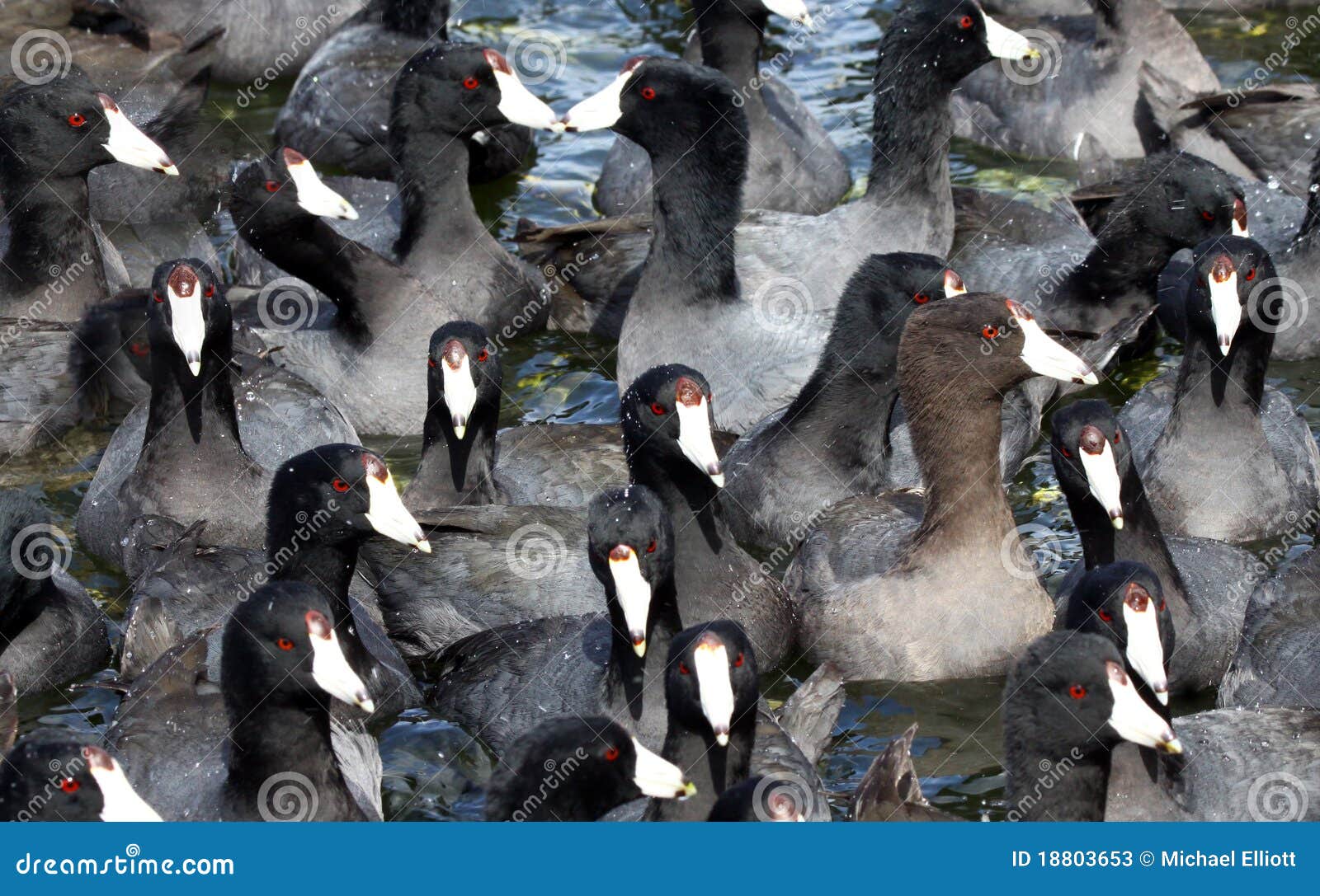 Mud Hens stock image. Image of wildlife, birds, animal - 18803653