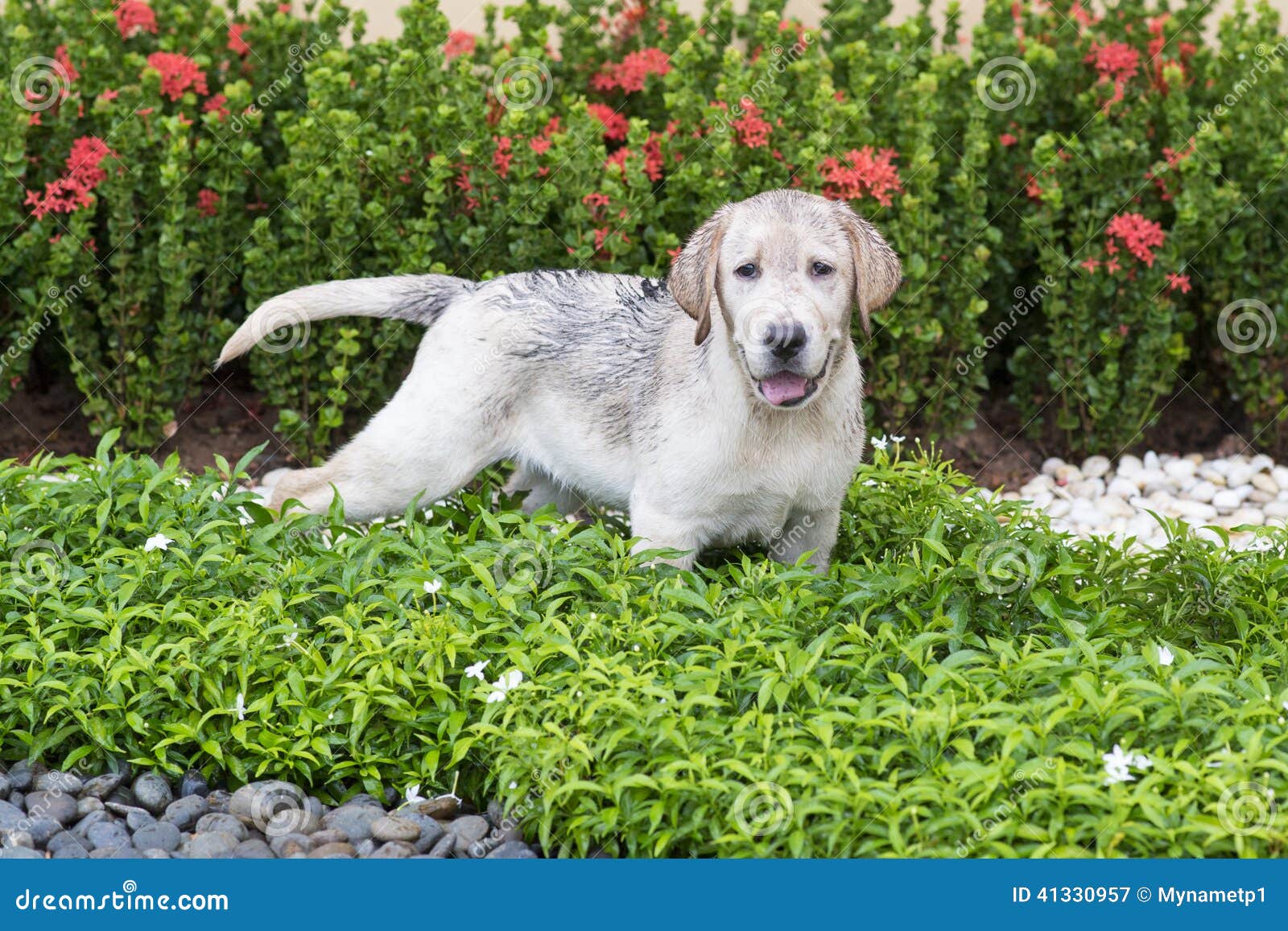 Mud labrador puppy stock image. Image of adoption, estate - 41330957