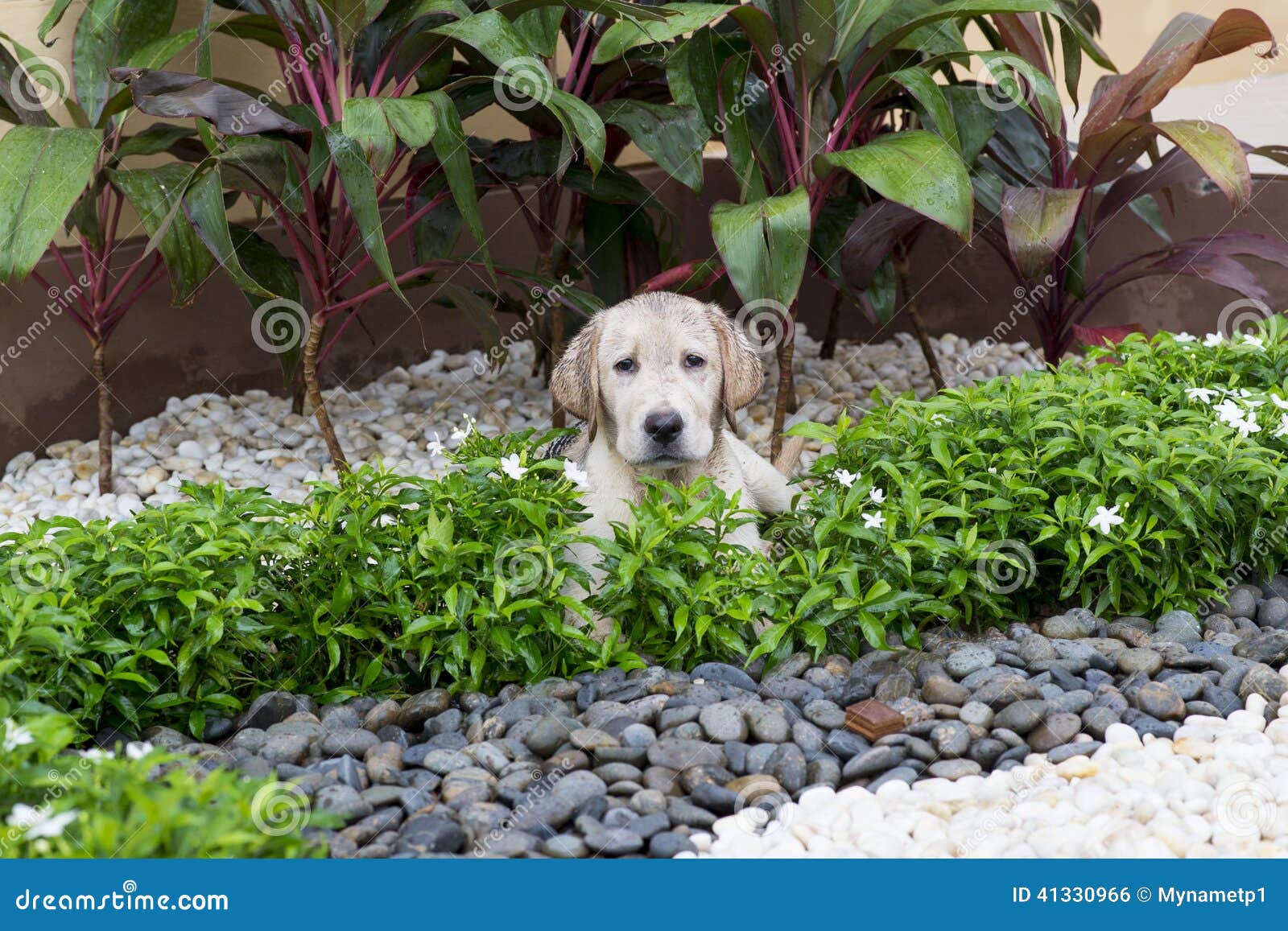 Mud labrador puppy stock photo. Image of deterioration - 41330966