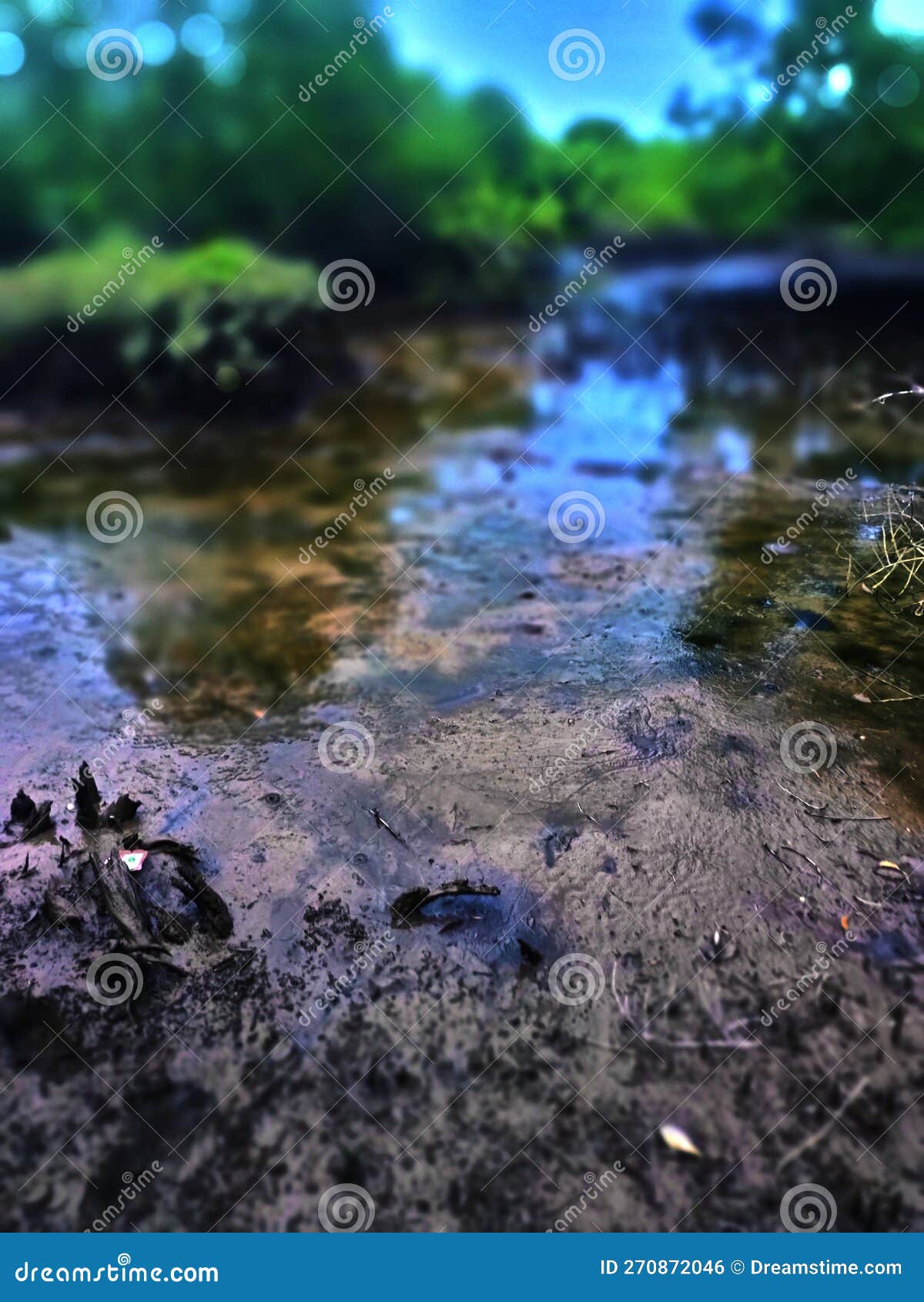 Mud at mangrove forest stock photo. Image of conservation - 270872046