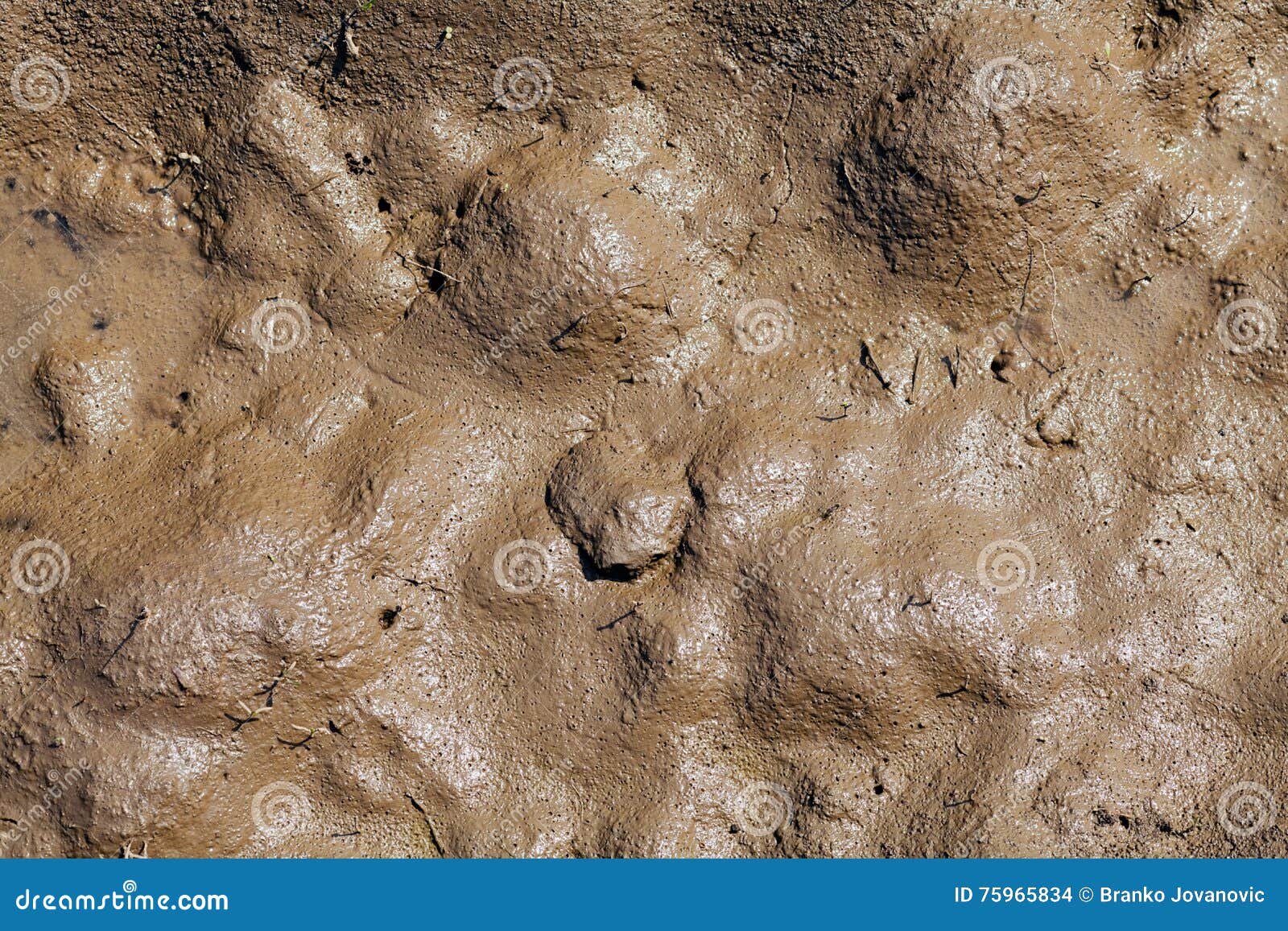 Mud stock photo. Image of cracks, natural, climate, abstract - 75965834