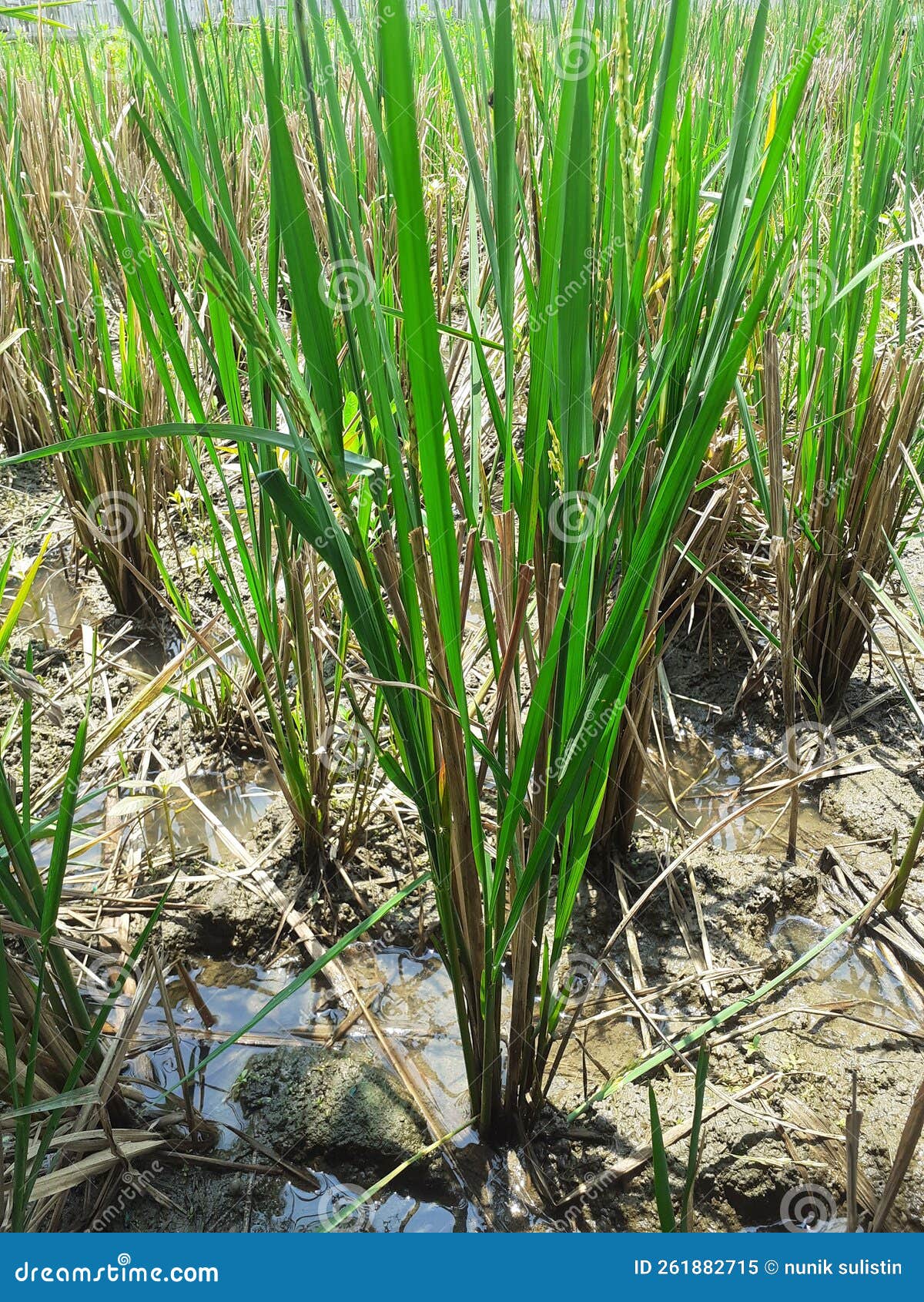 Mud in Paddy Field after Rice Harvest Stock Image - Image of rice ...