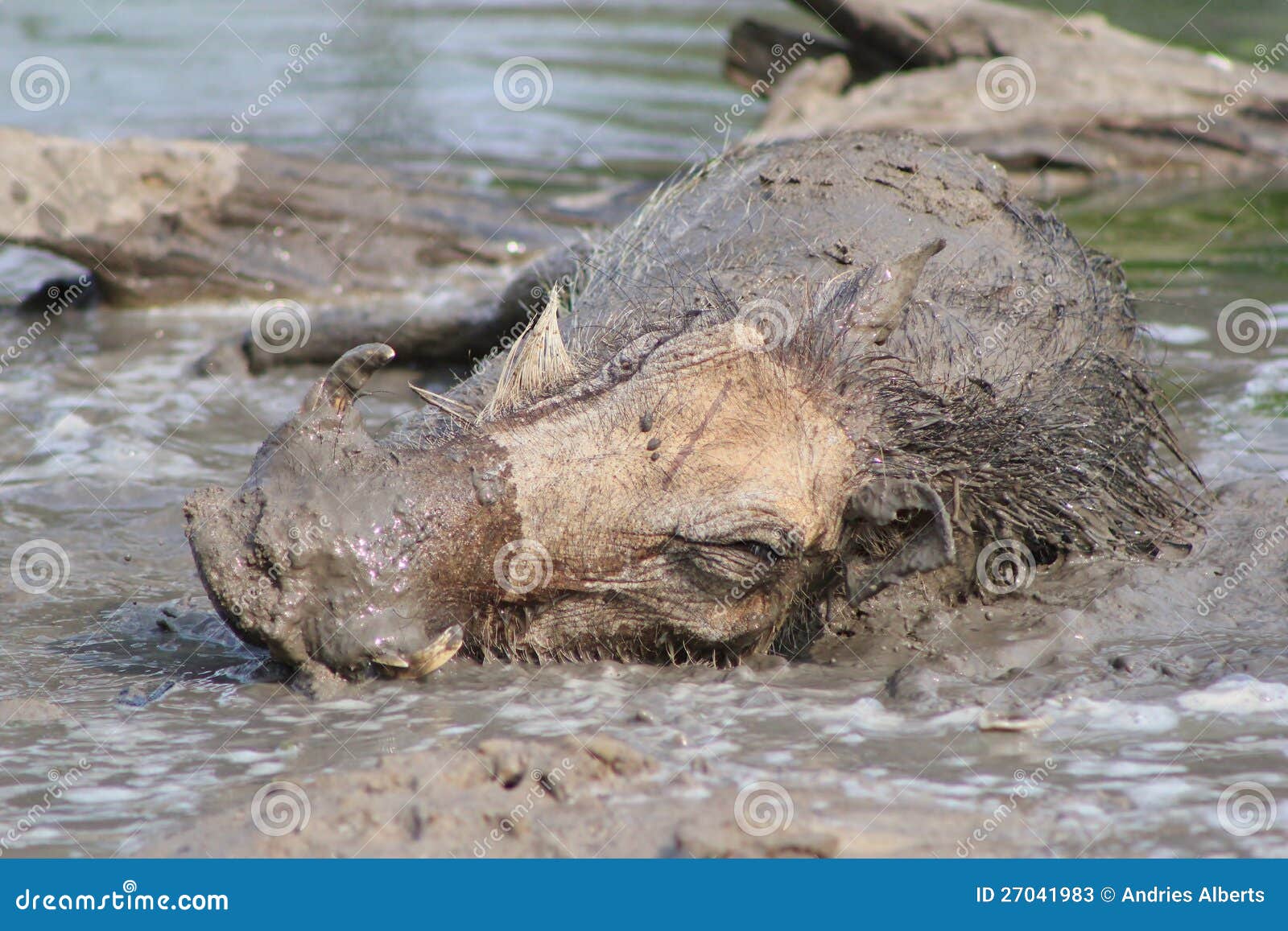 Mud Party 3 - Warthog stock image. Image of fight, agression - 27041983