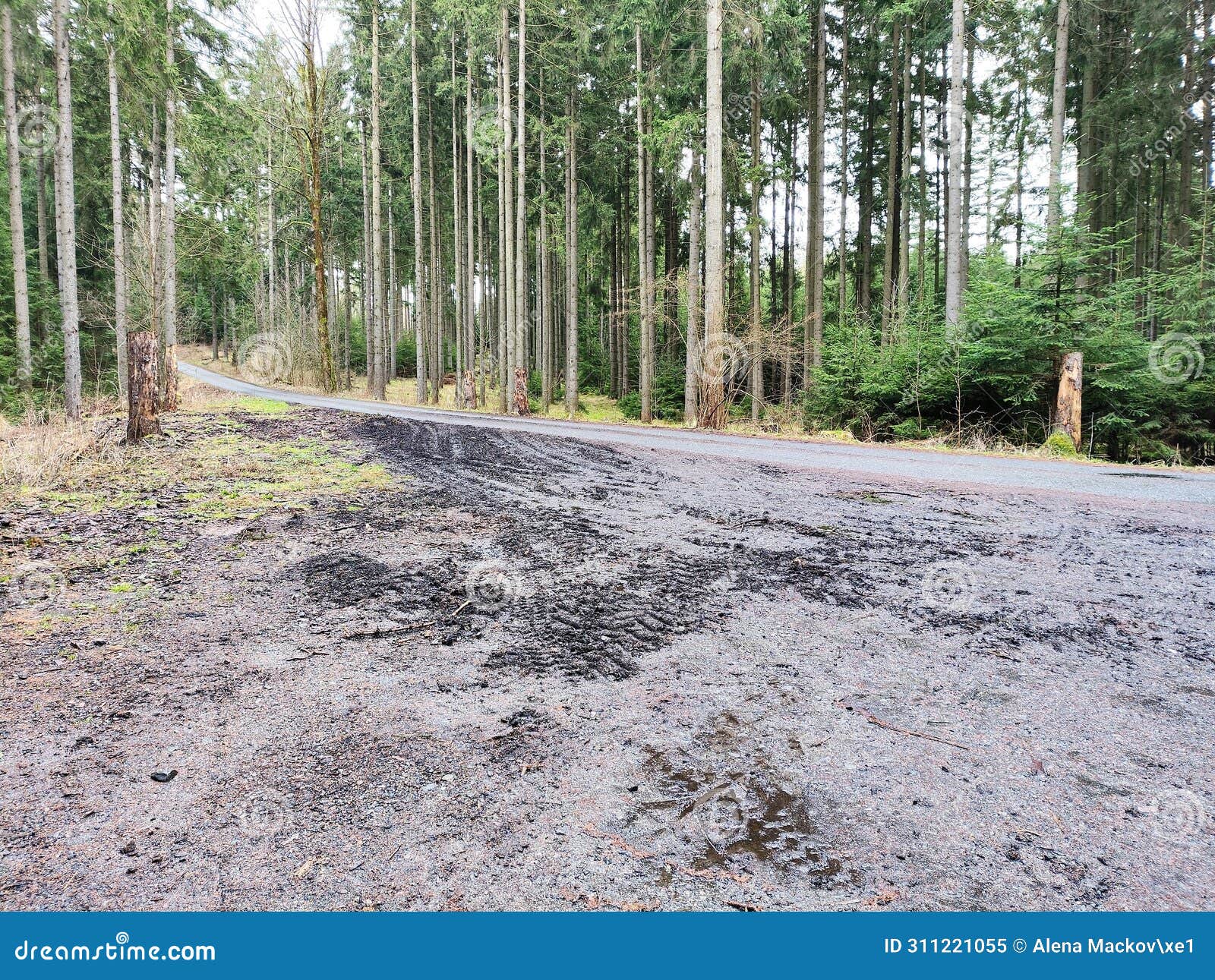 Mud on the Path in the Czech Highlands Forest Stock Image - Image of ...
