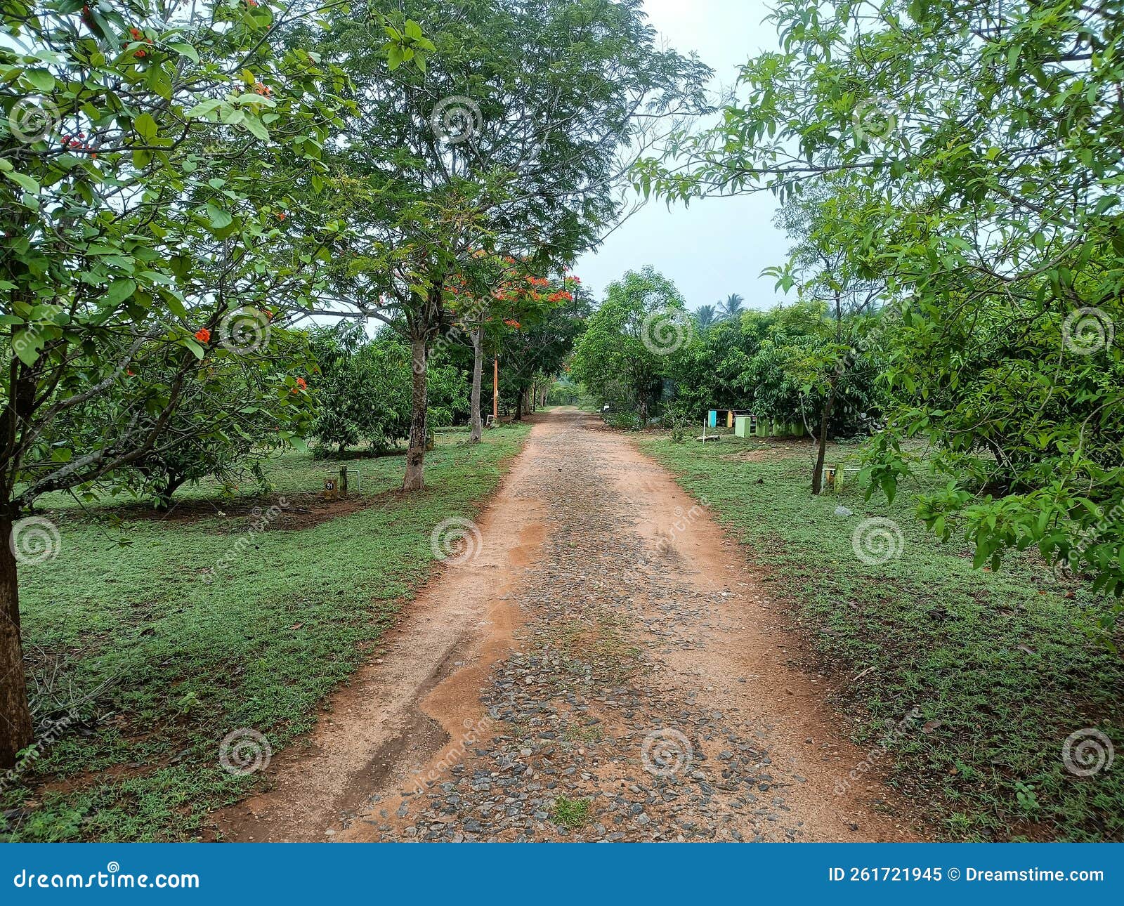 Mud Path between Trees in Tamil Nadu Stock Image - Image of path, tamil: 261721945