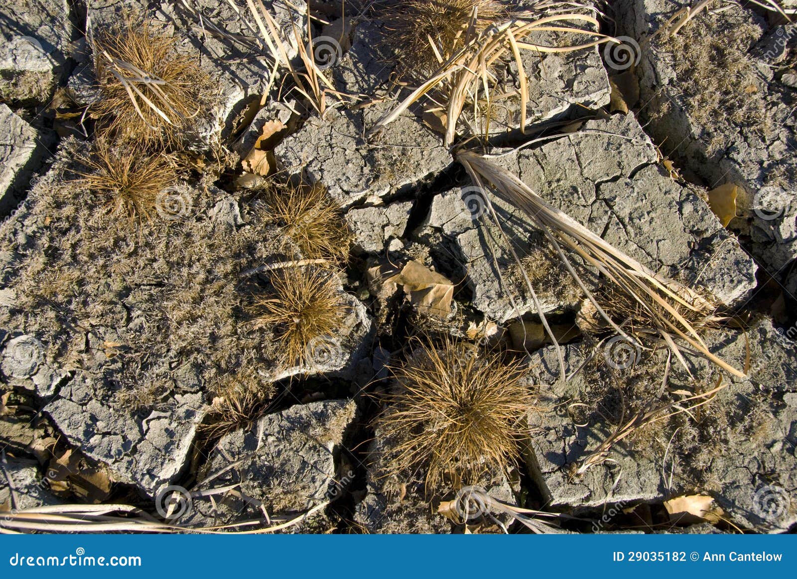 Mud Patterns with Dead Grass Stock Photo - Image of missing, pond: 29035182