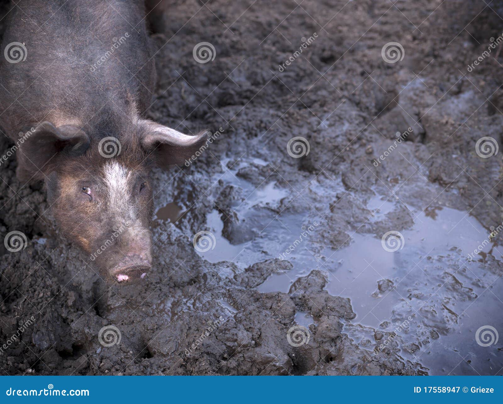 Mud pig stock image. Image of stinky, smell, snout, hairy - 17558947