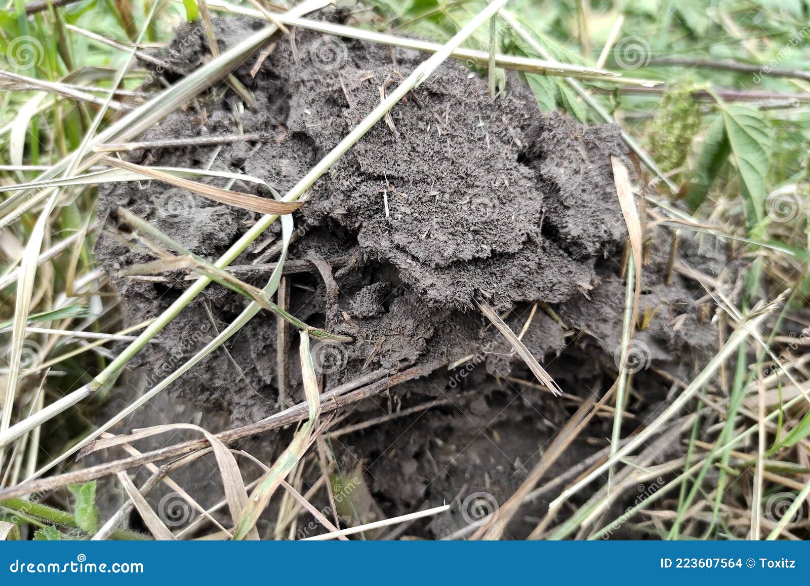 Mud Pile with Dry Grass Close Up Image. Stock Photo - Image of close ...