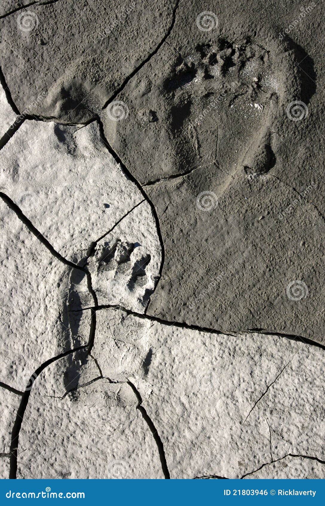 Mud Prints stock photo. Image of wildlife, dried, footprints - 21803946
