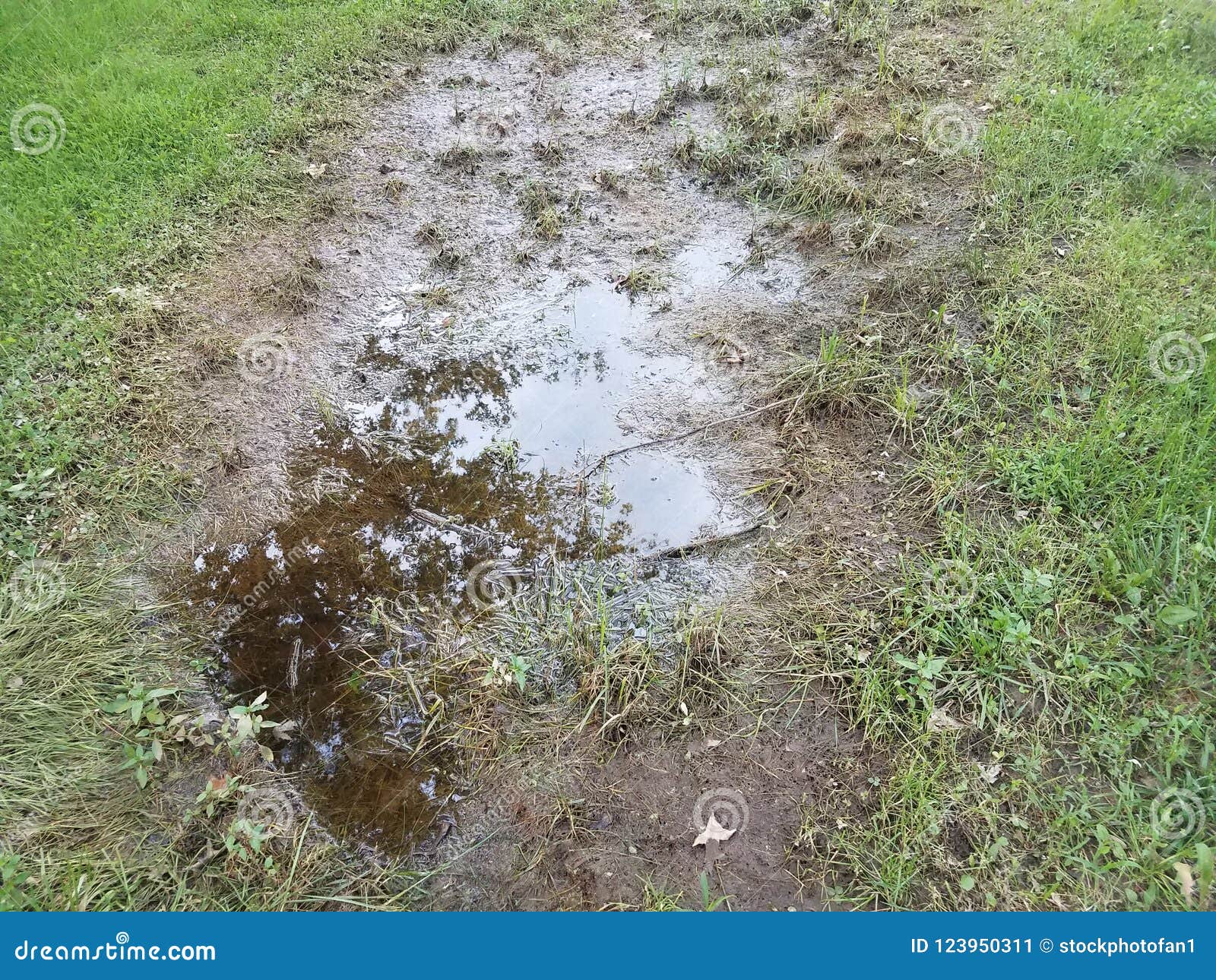 Mud Puddle and Dead Grass and Green Grass Stock Image - Image of green ...