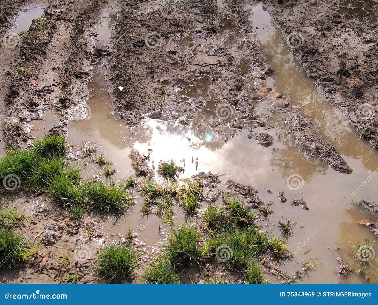 Mud Puddle after Heavy Rain in a Public Park Stock Image - Image of ...