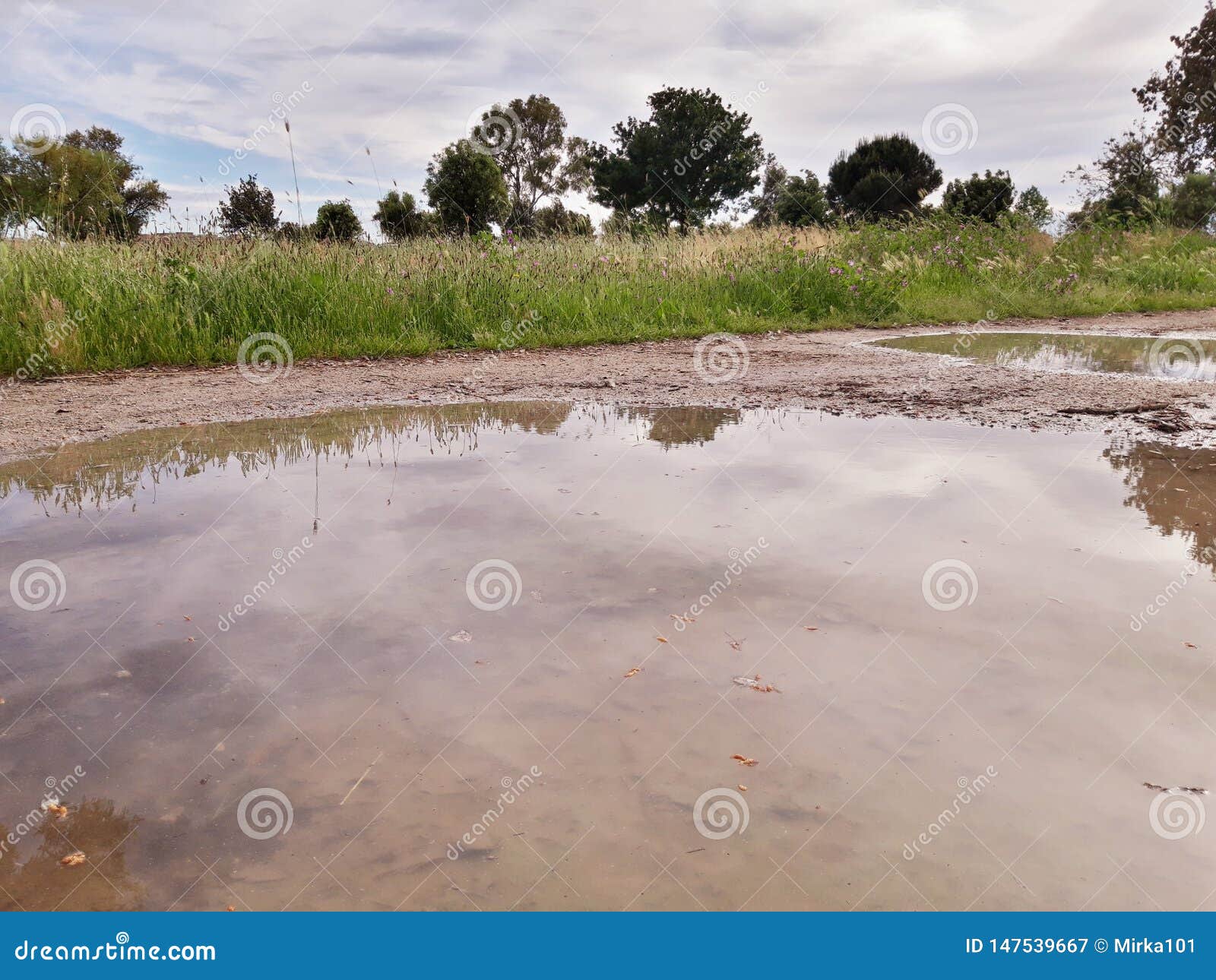 Mud Puddle in the Park. the Storm is Over and Everything is Wet Stock ...