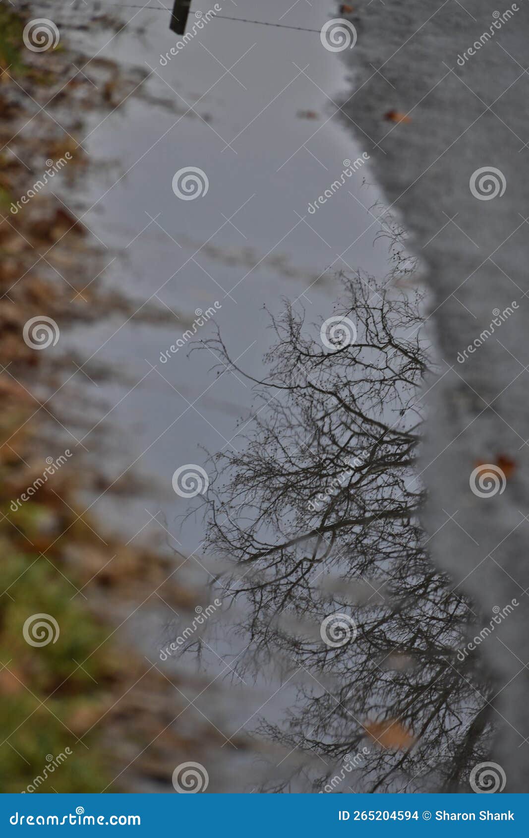 Mud Puddle Reflection stock photo. Image of reflecting - 265204594