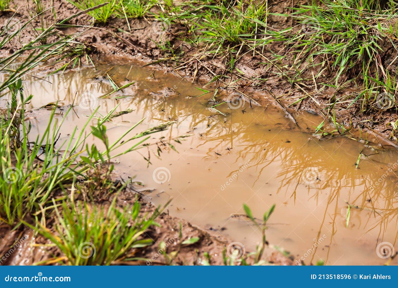 Puddle And Mud With Tire Track Texture. Muddy Field, Dirt Road After ...