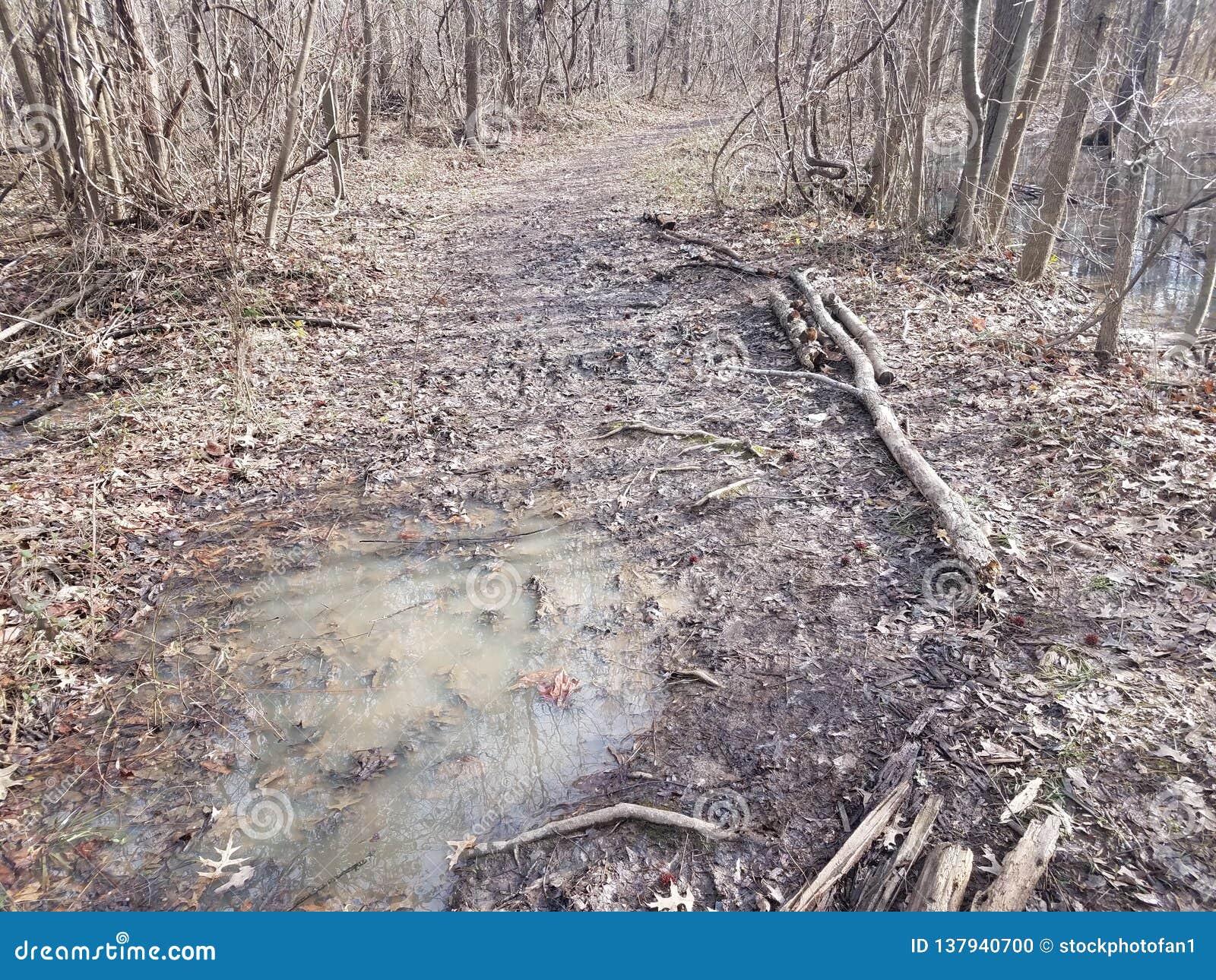 Mud Puddle on Trail in Forest or Woods with Trees Stock Photo - Image ...