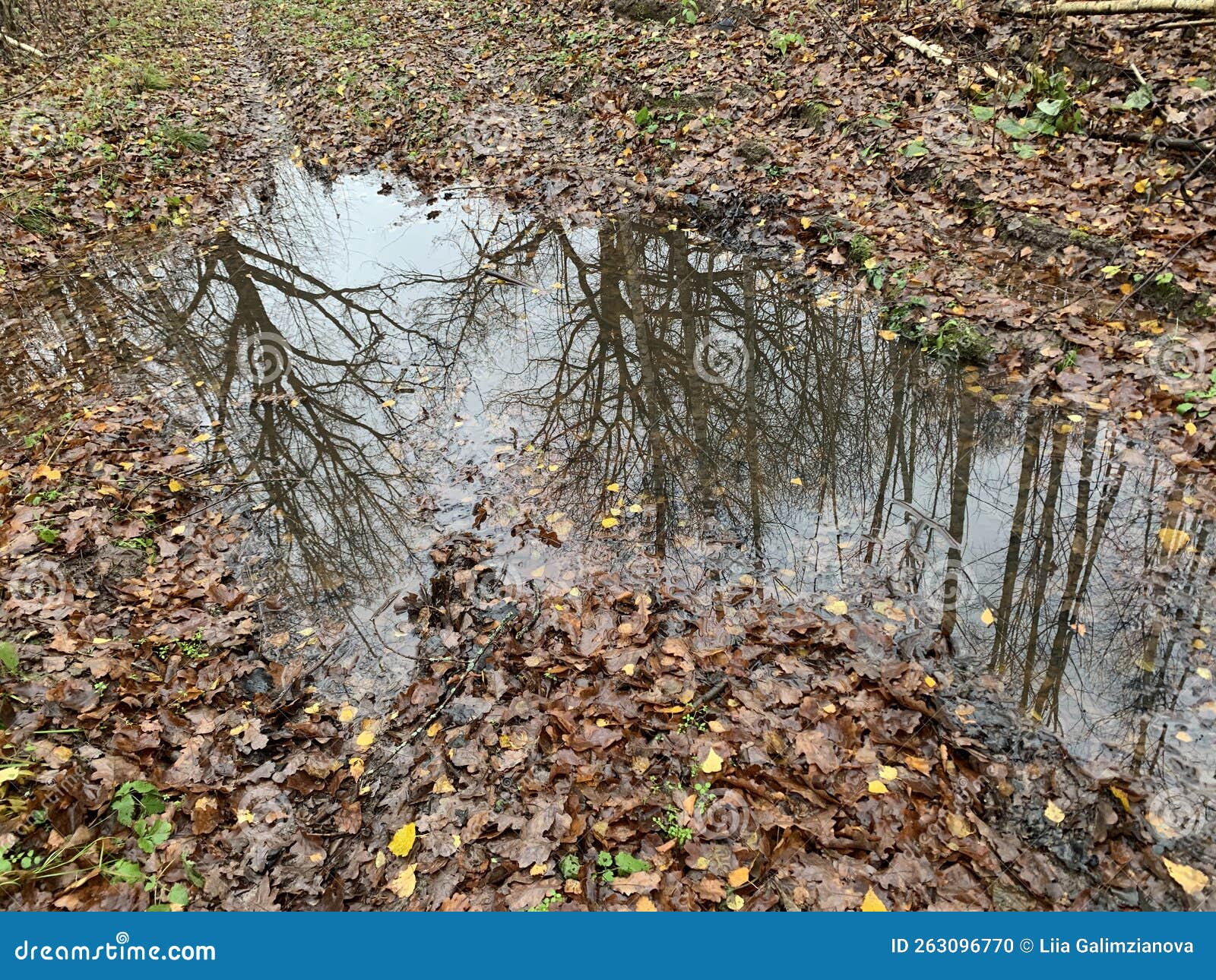 Mud and Puddles on the Road Stock Photo - Image of nature, land: 263096770