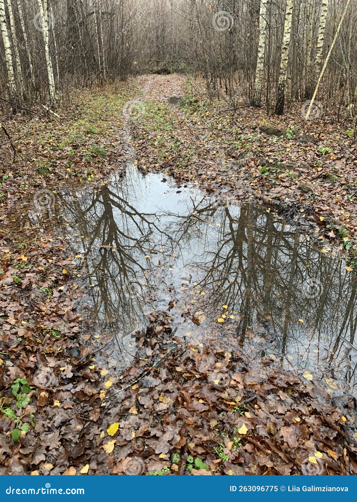 Mud and Puddles on the Road Stock Image - Image of dirt, rural: 263096775