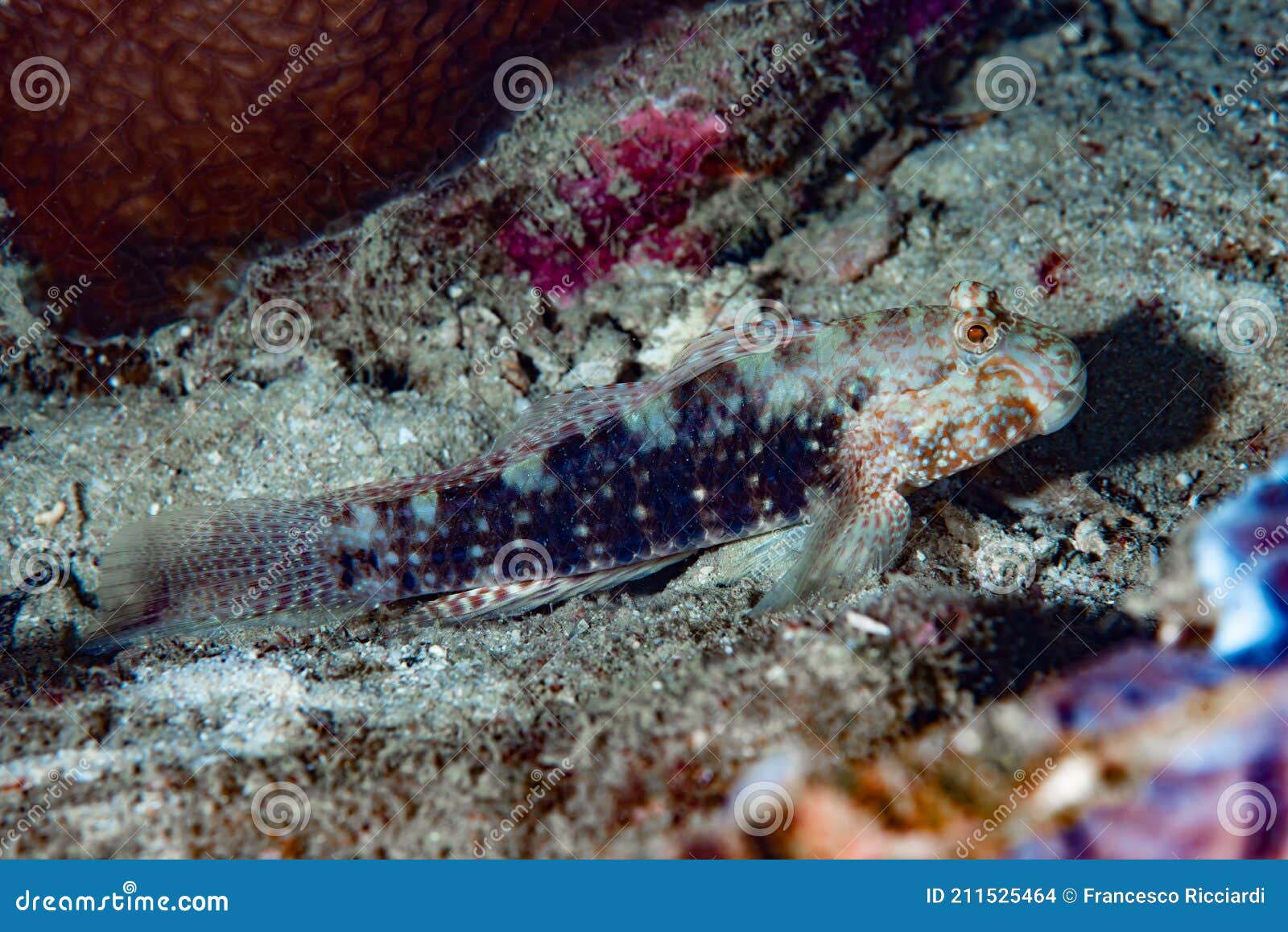 Mud-reef Goby Exyrias Belissimus Stock Photo - Image of animal, exyrias ...
