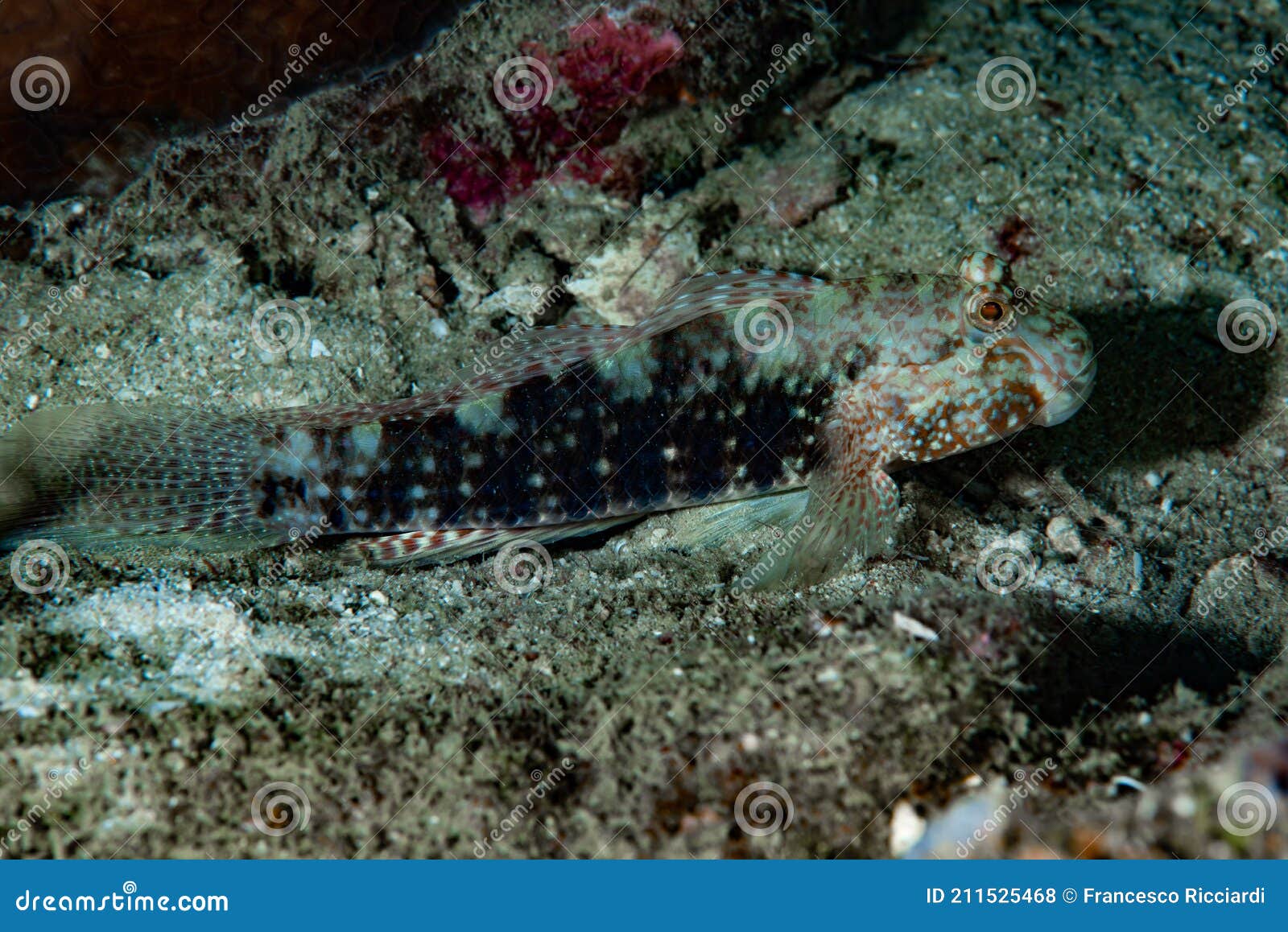 Mud-reef Goby Exyrias Belissimus Stock Photo - Image of underwater ...