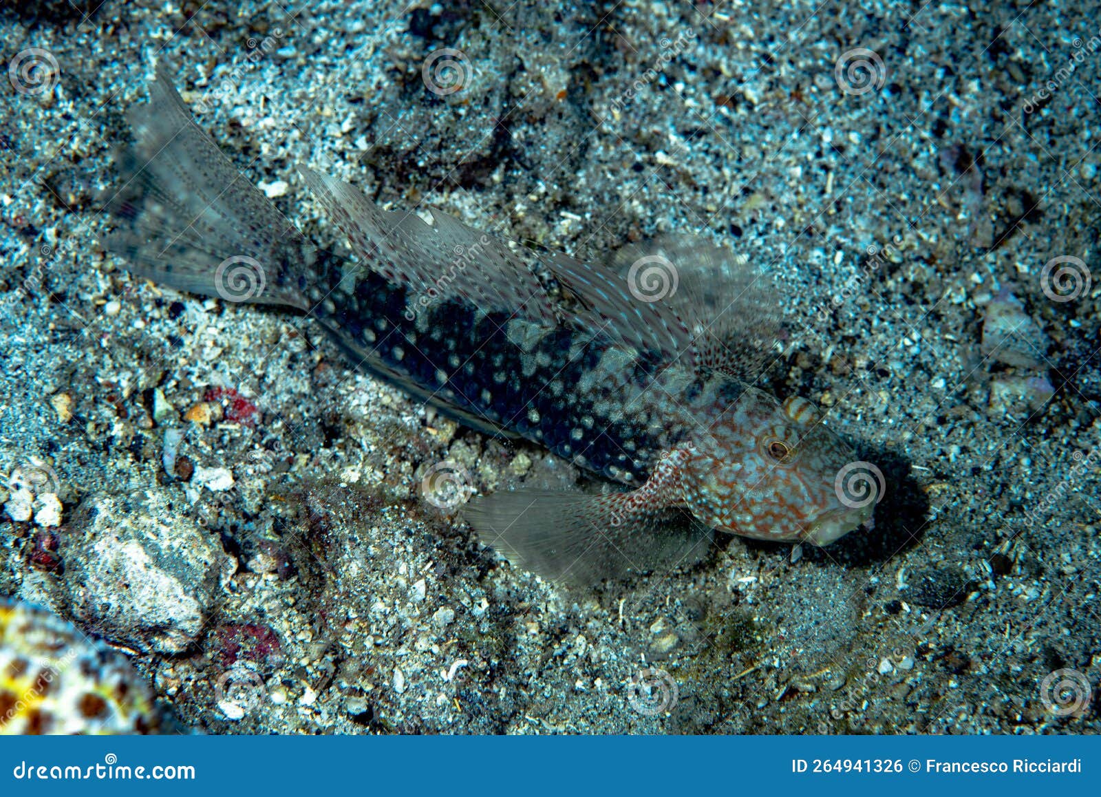 Mud-reef Goby Exyrias Belissimus Stock Photo - Image of fish, diving ...
