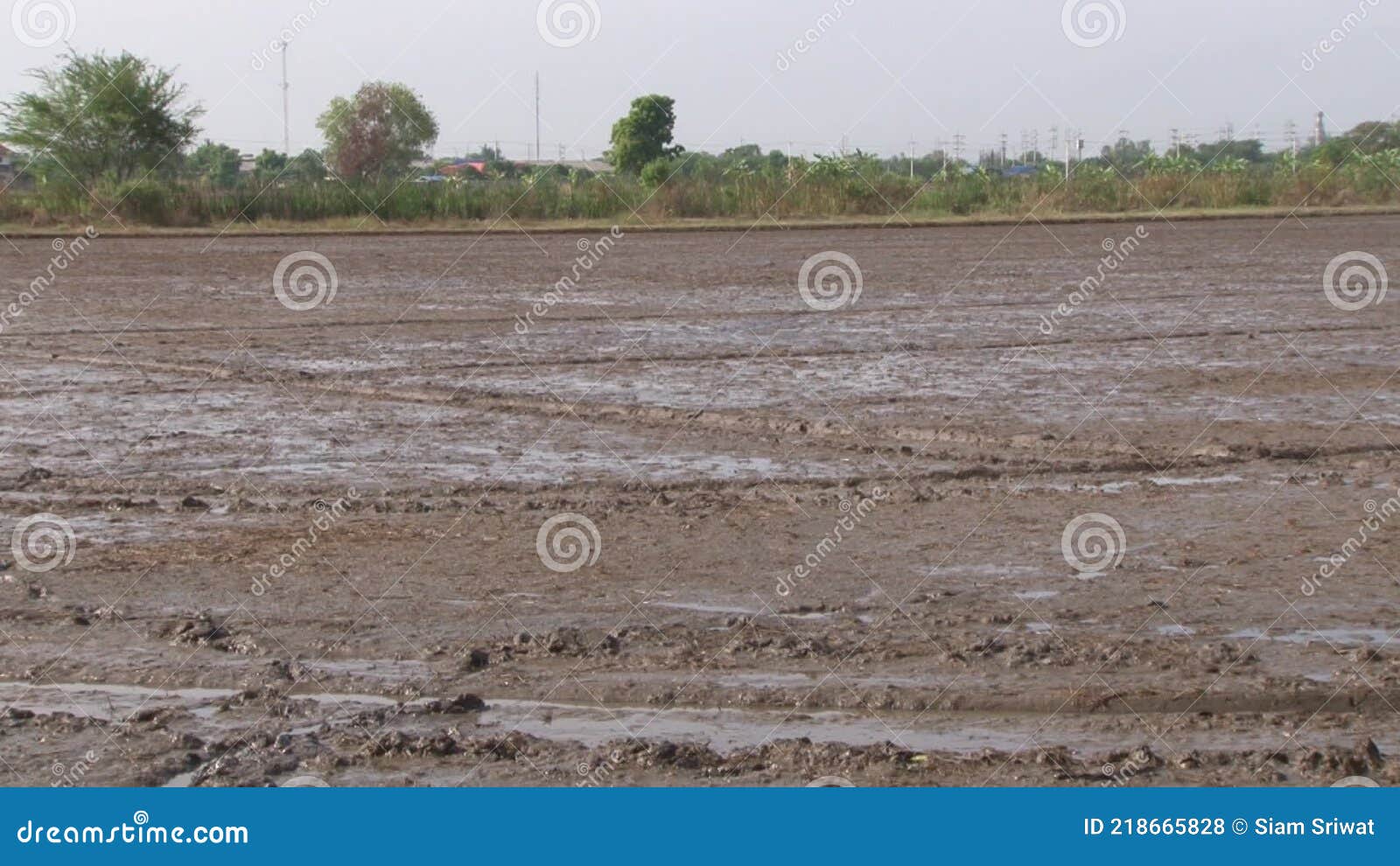 Mud in rice farm stock footage. Video of soil, country - 218665828