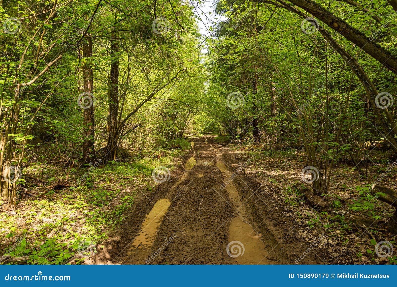 Mud Road in the Forest Traces of a Timber Truck Stock Image - Image of ...